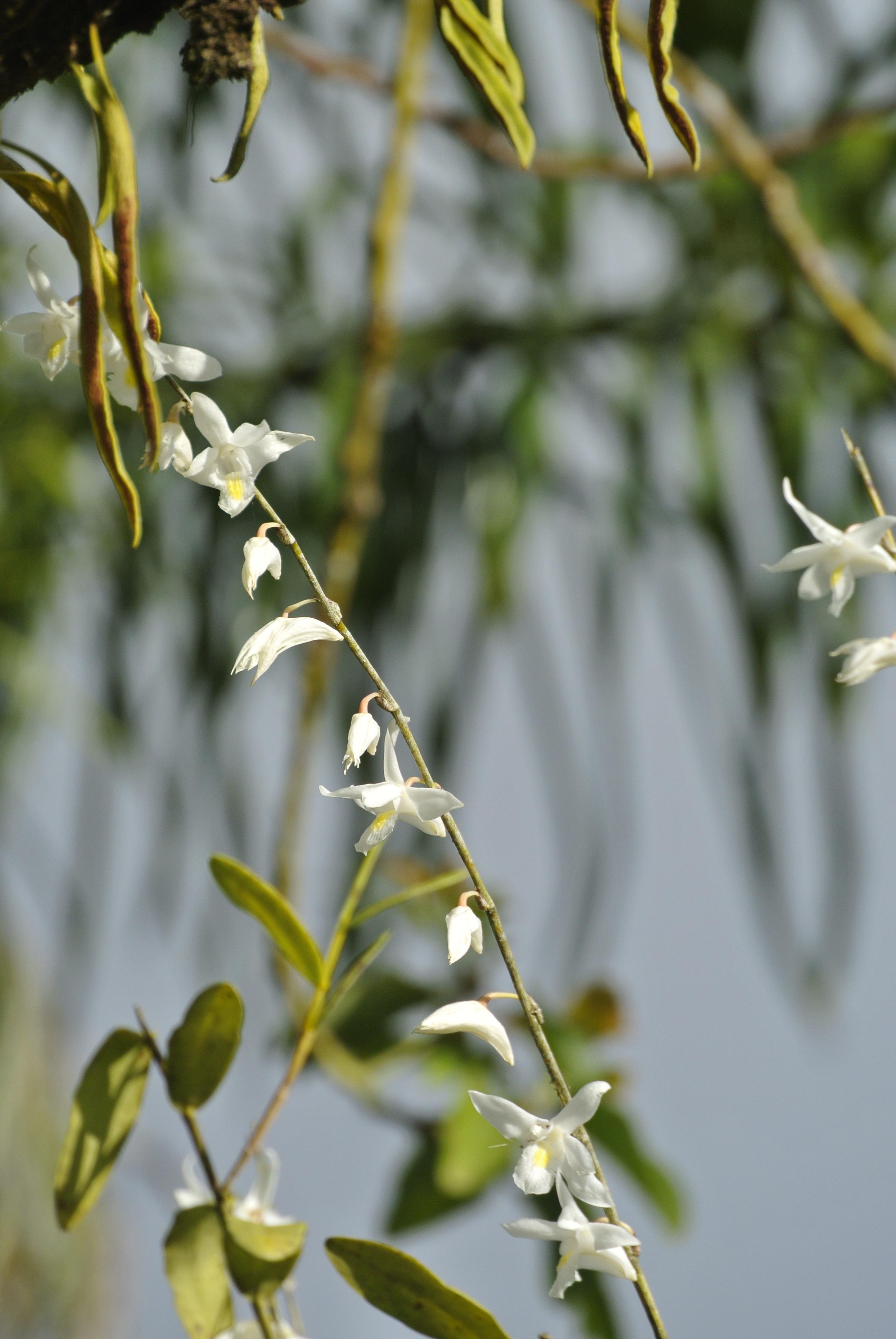 Wild Orchids! | Scrolller