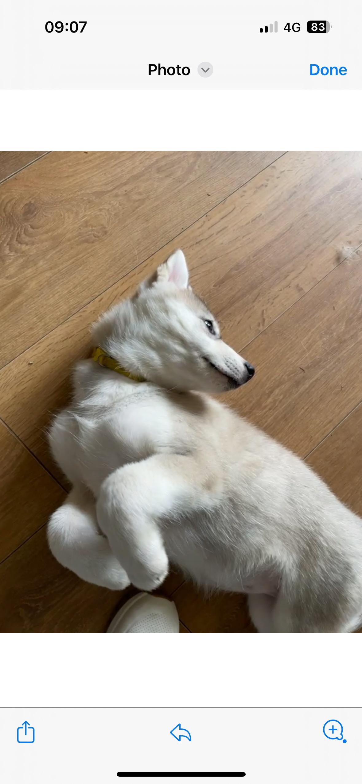 New family member | Scrolller