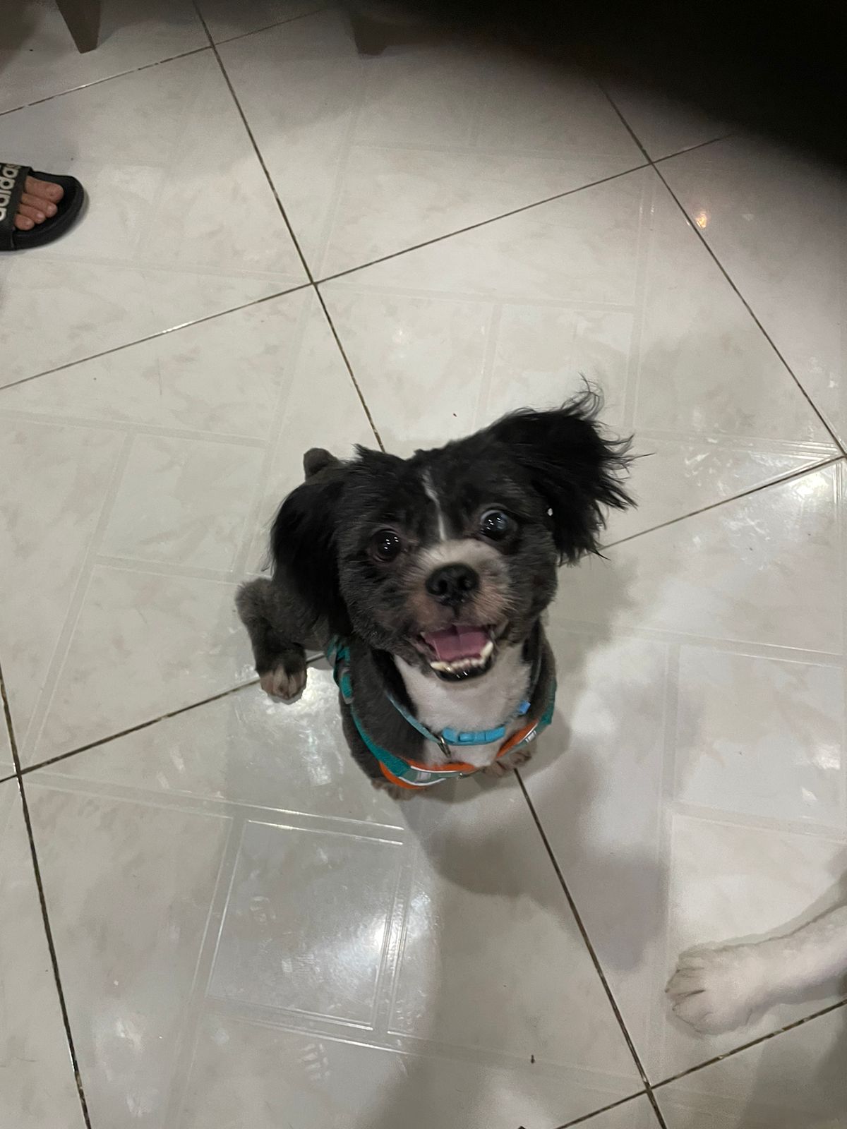 Before and after grooming | Scrolller