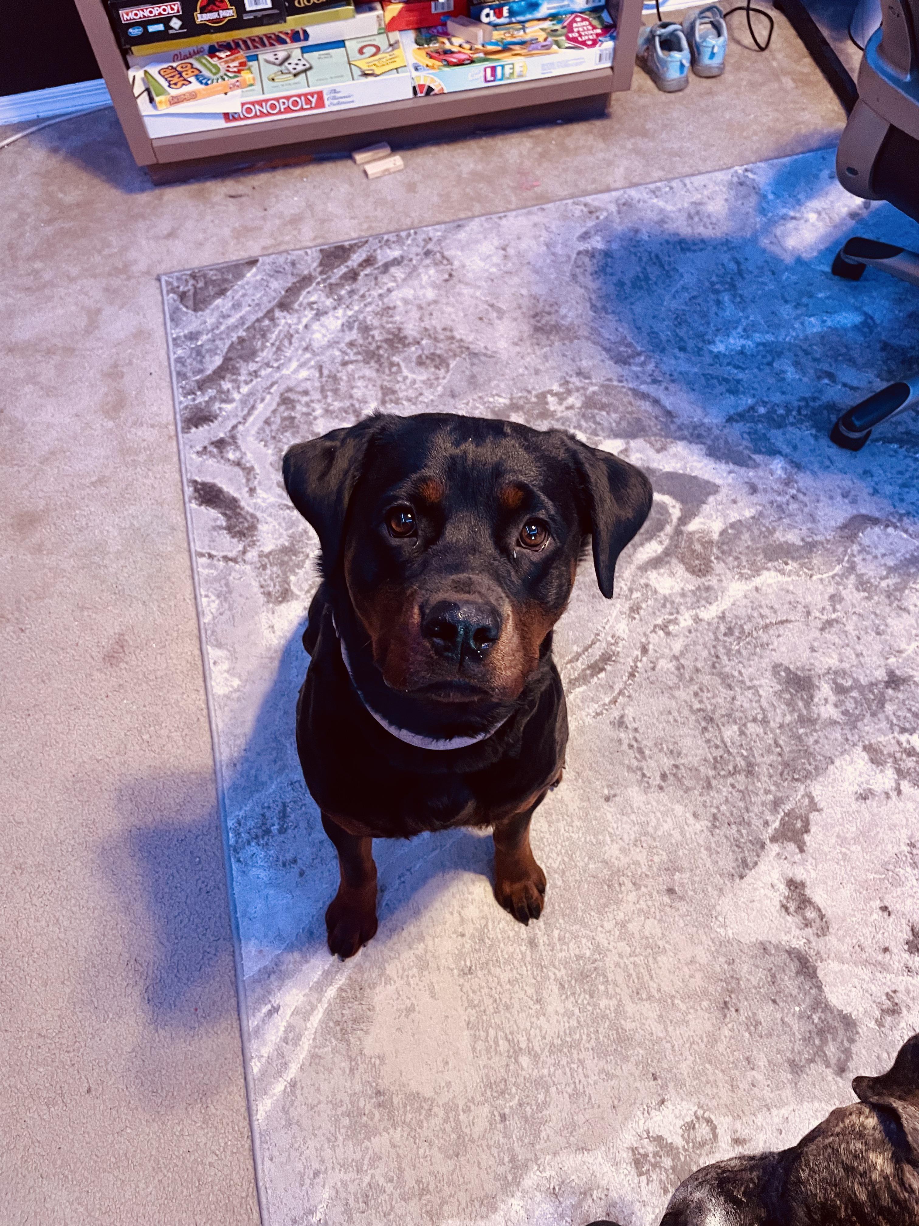 Princess! Been a min since I’ve shown her!! My big pup! | Scrolller