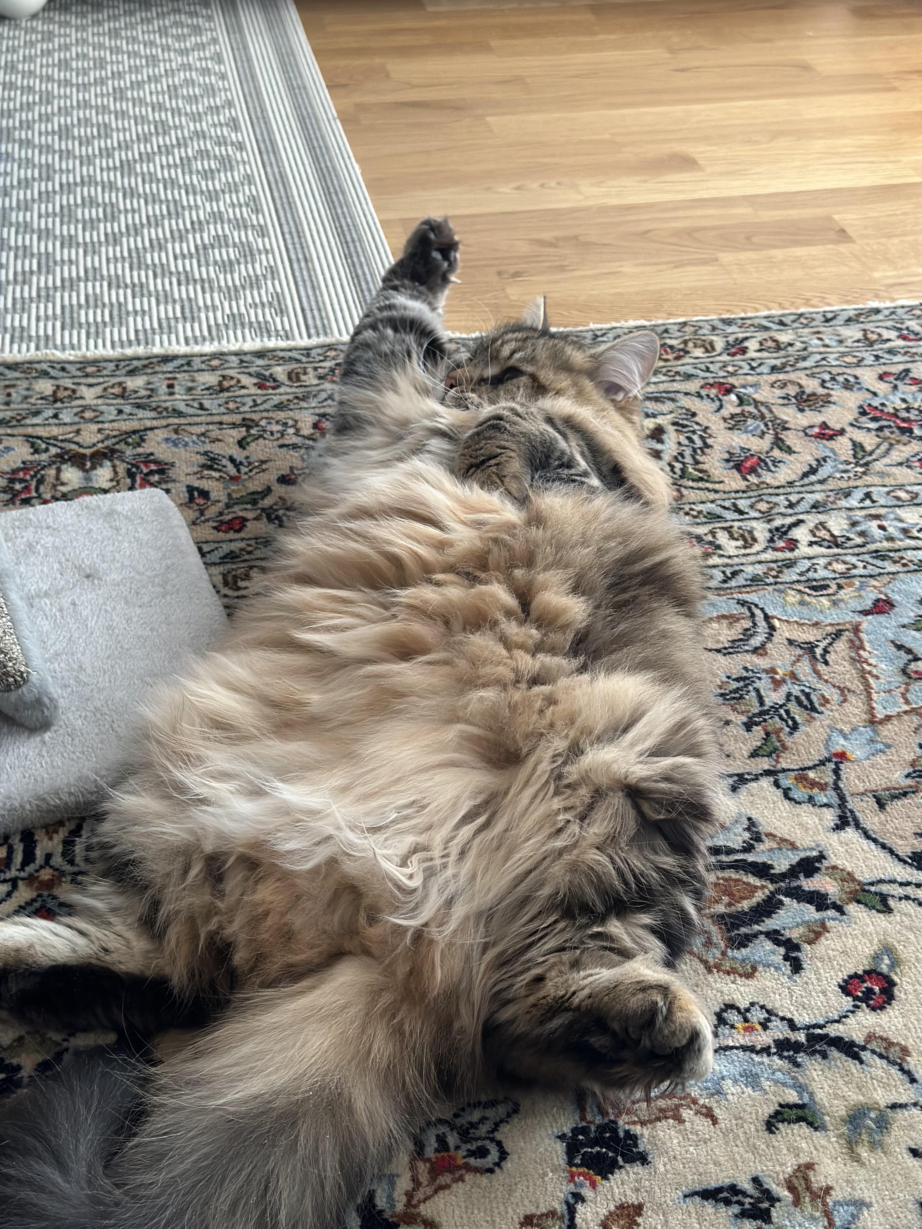 Mayson and his floofy belly. | Scrolller