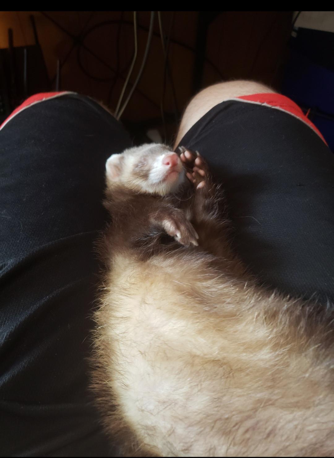 Meet Eugean, our first beloved chaos noodle! Named in honor of my late ...