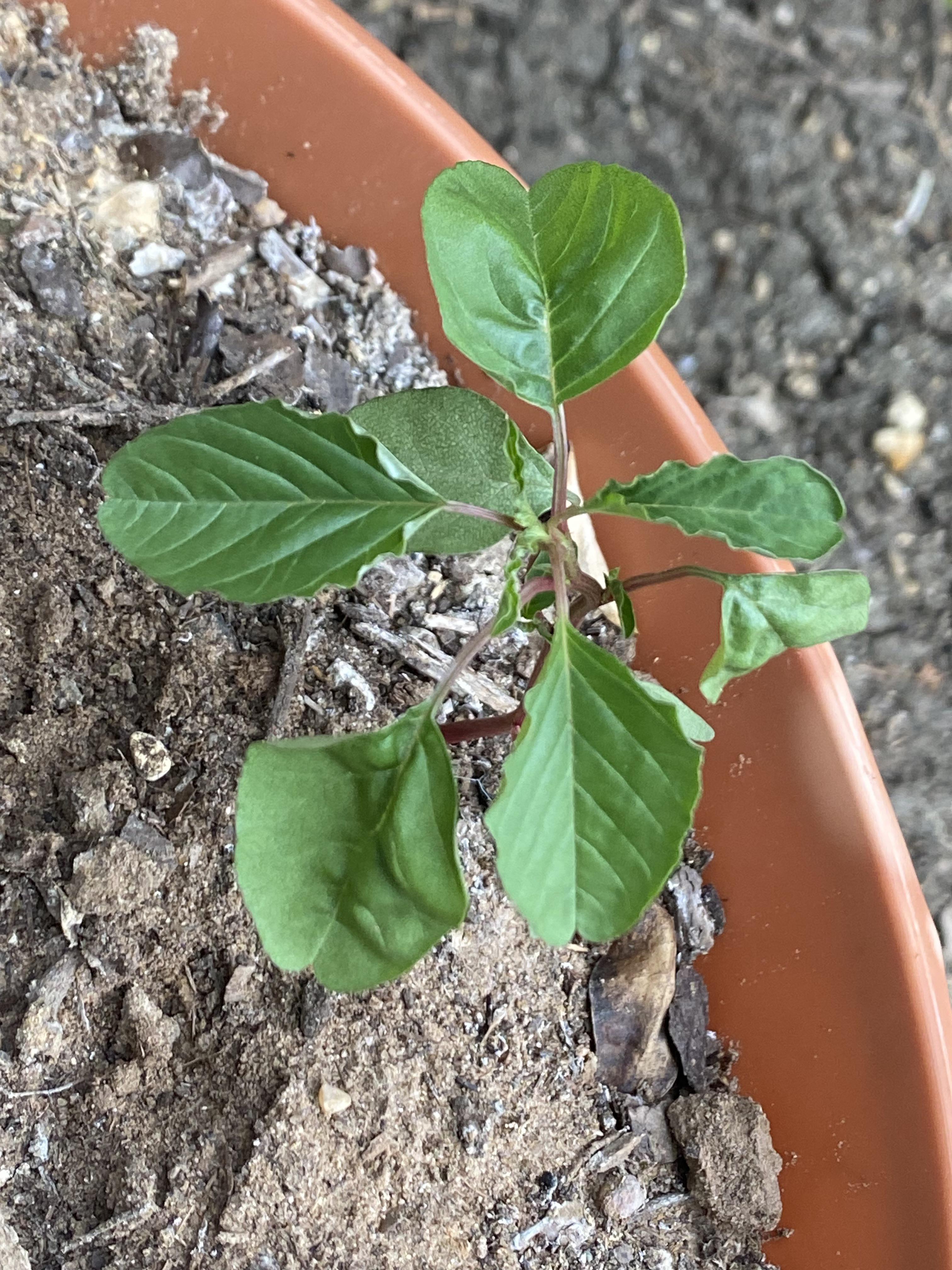 What kind of plant is this? It’s growing in my compost | Scrolller