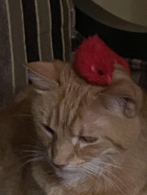 Is it cheating to use an orange cat? | Scrolller