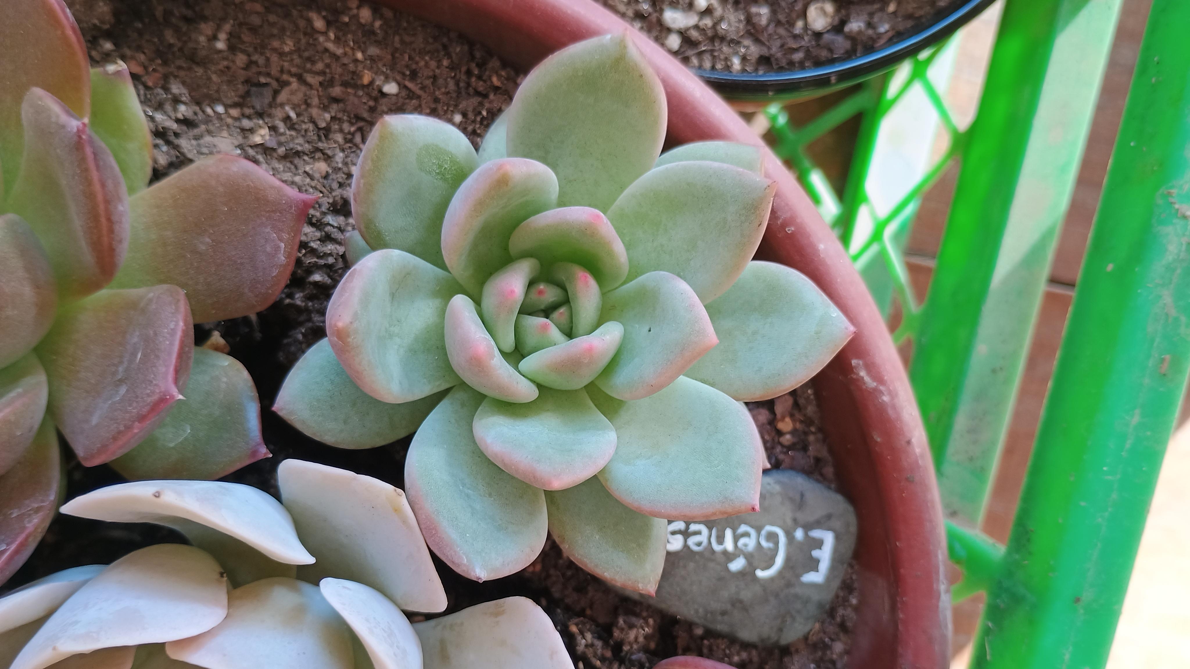 Discover more like Succulents: Hi, need help with some IDs and Related ...