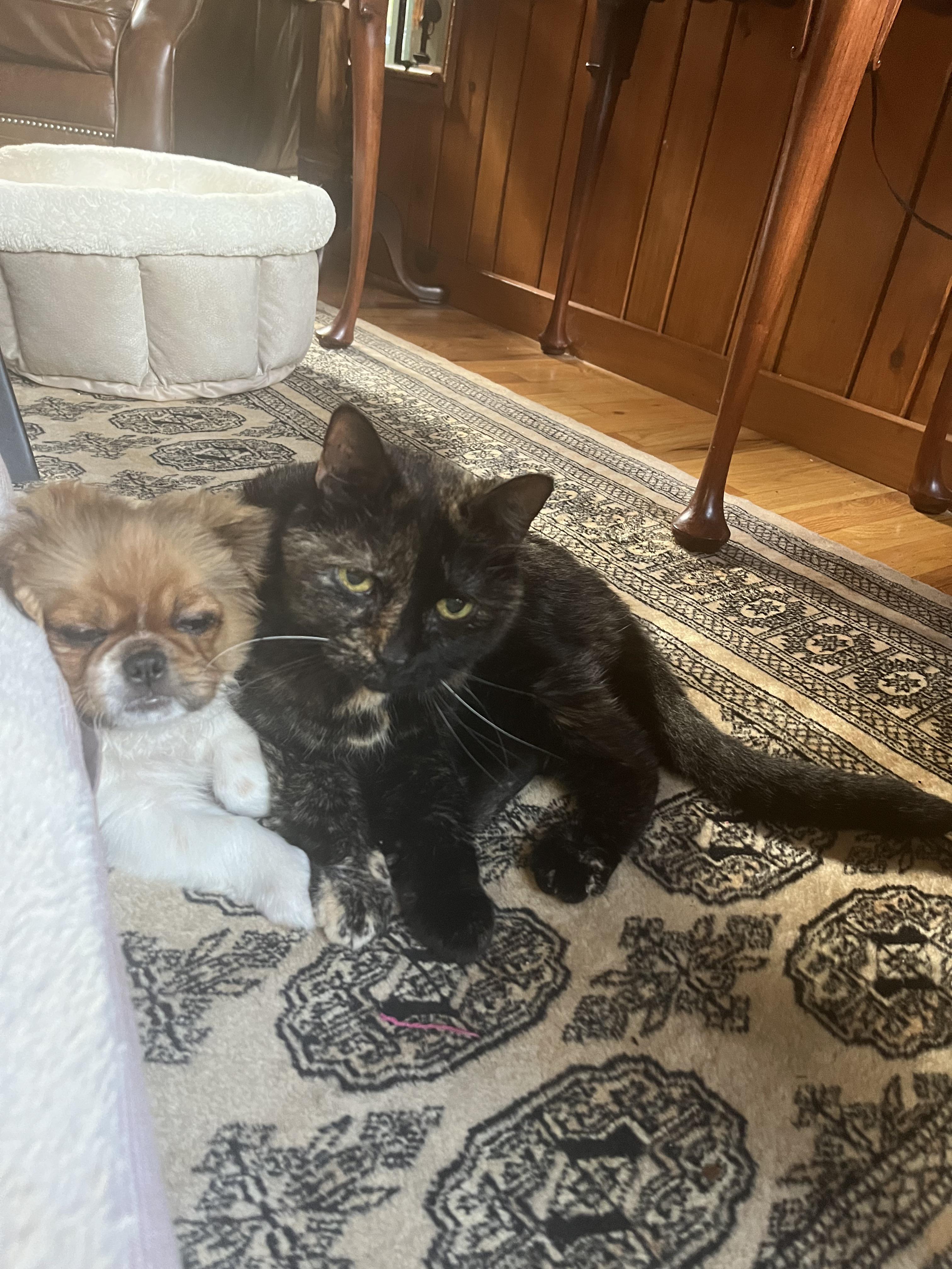 Barney and Puss | Scrolller