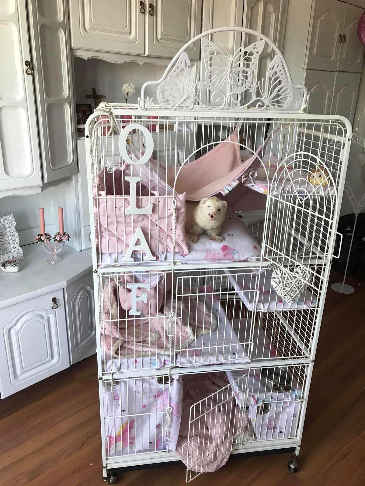 Does anyone know where these ferret cages are from? | Scrolller