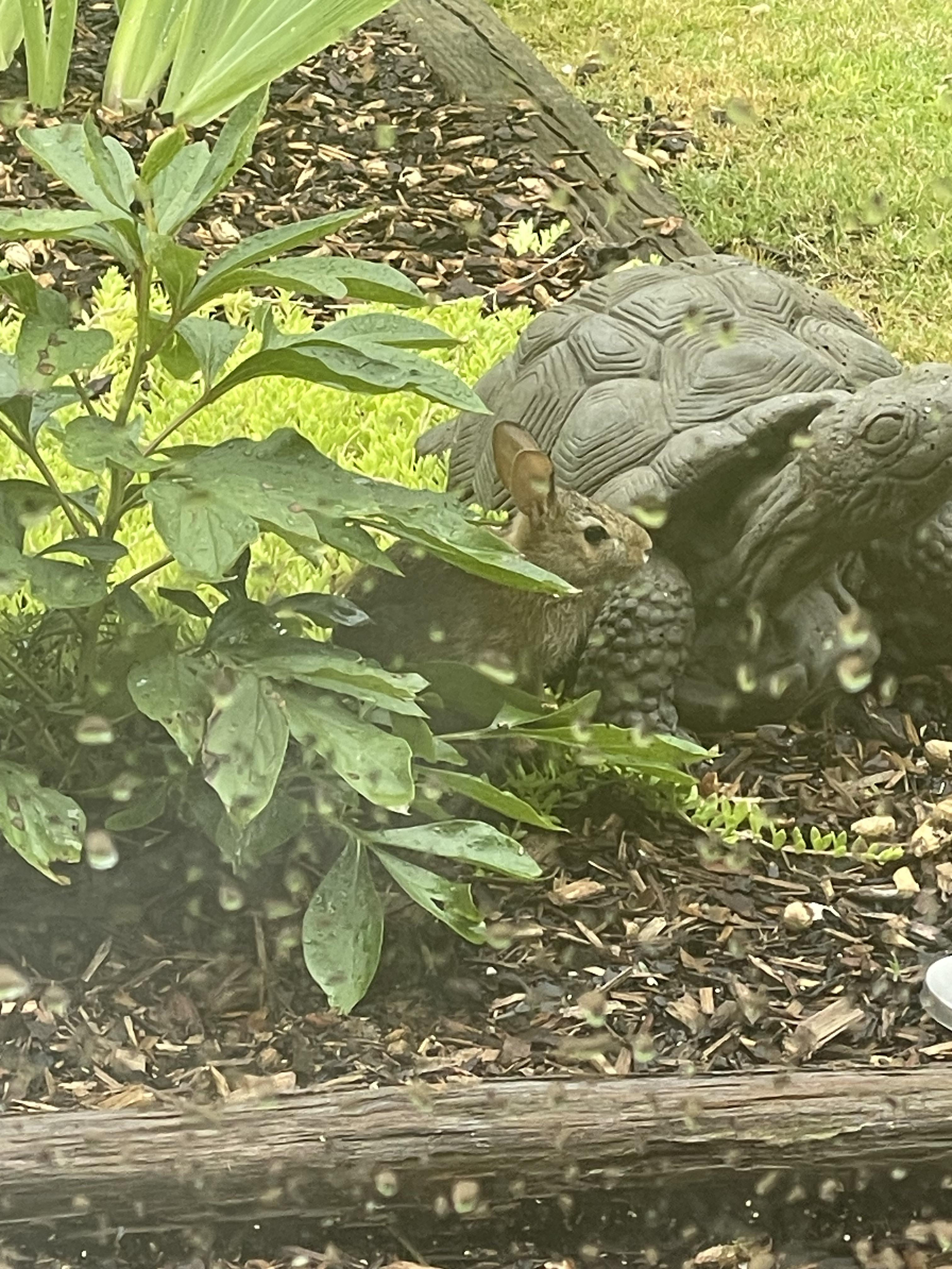 The wild bunny in my backyard: Peter J Rabbit | Scrolller