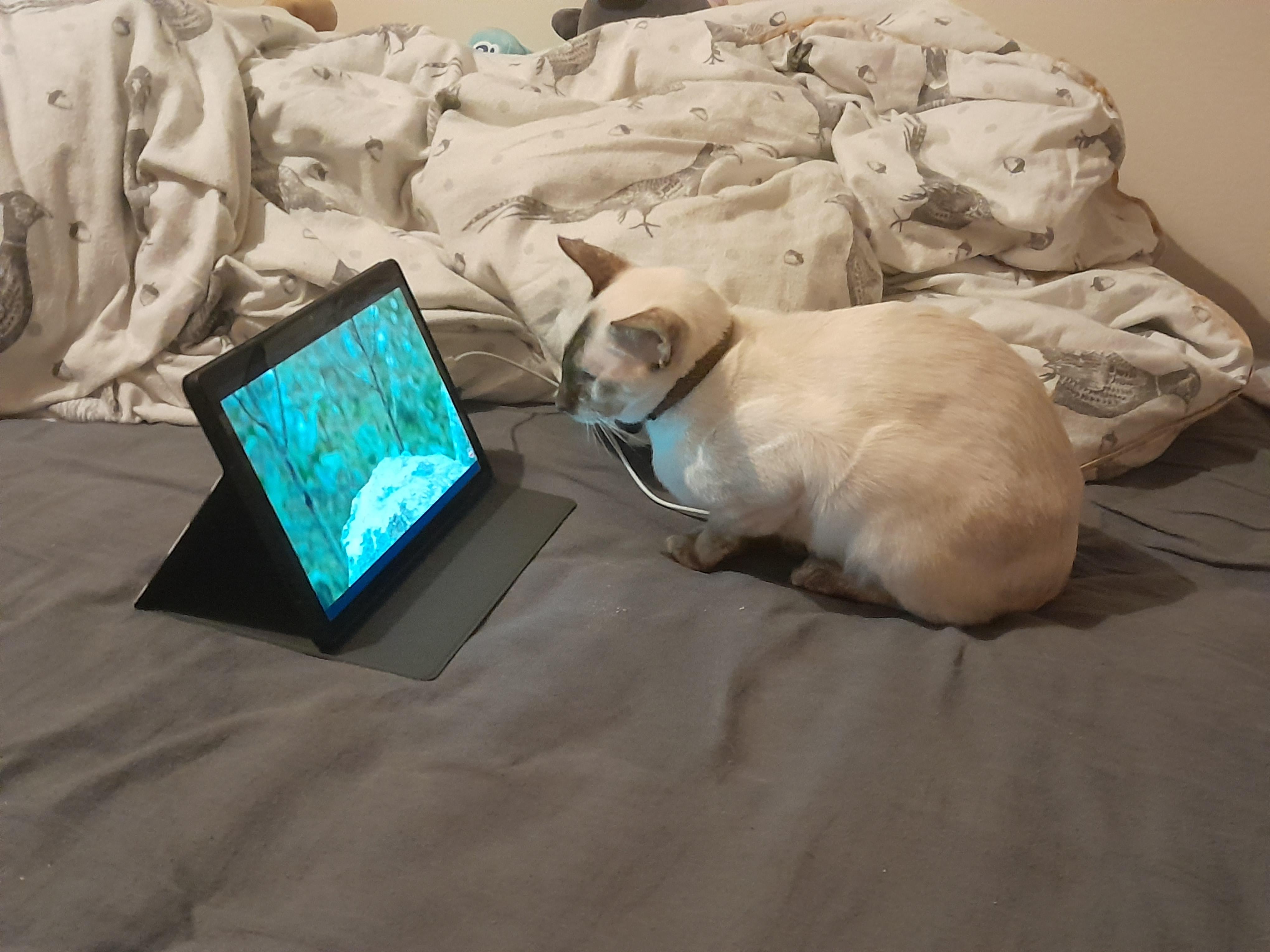 Discover more like Eyebleach: My Cat has turned into a Ipad Kid and Related Content | Scrolller