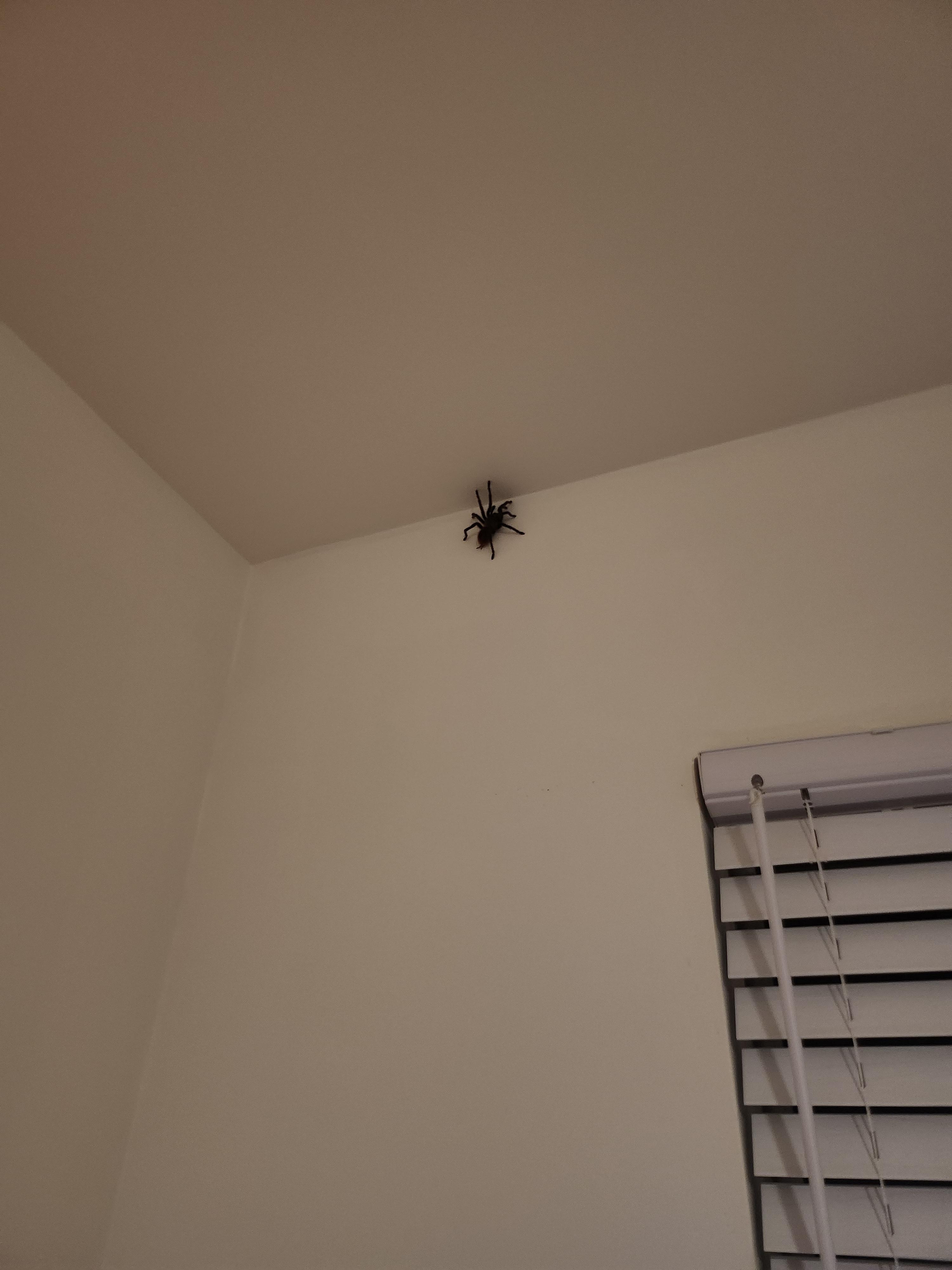 HELP! GBB escaped and climbed to my ceiling! | Scrolller