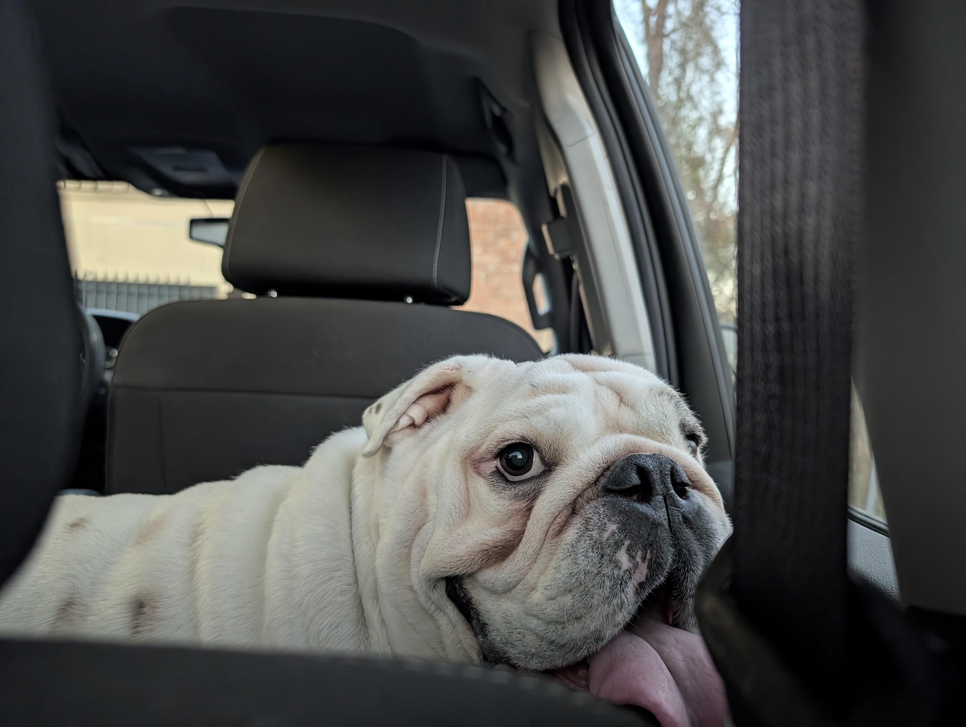 Dozer is home | Scrolller