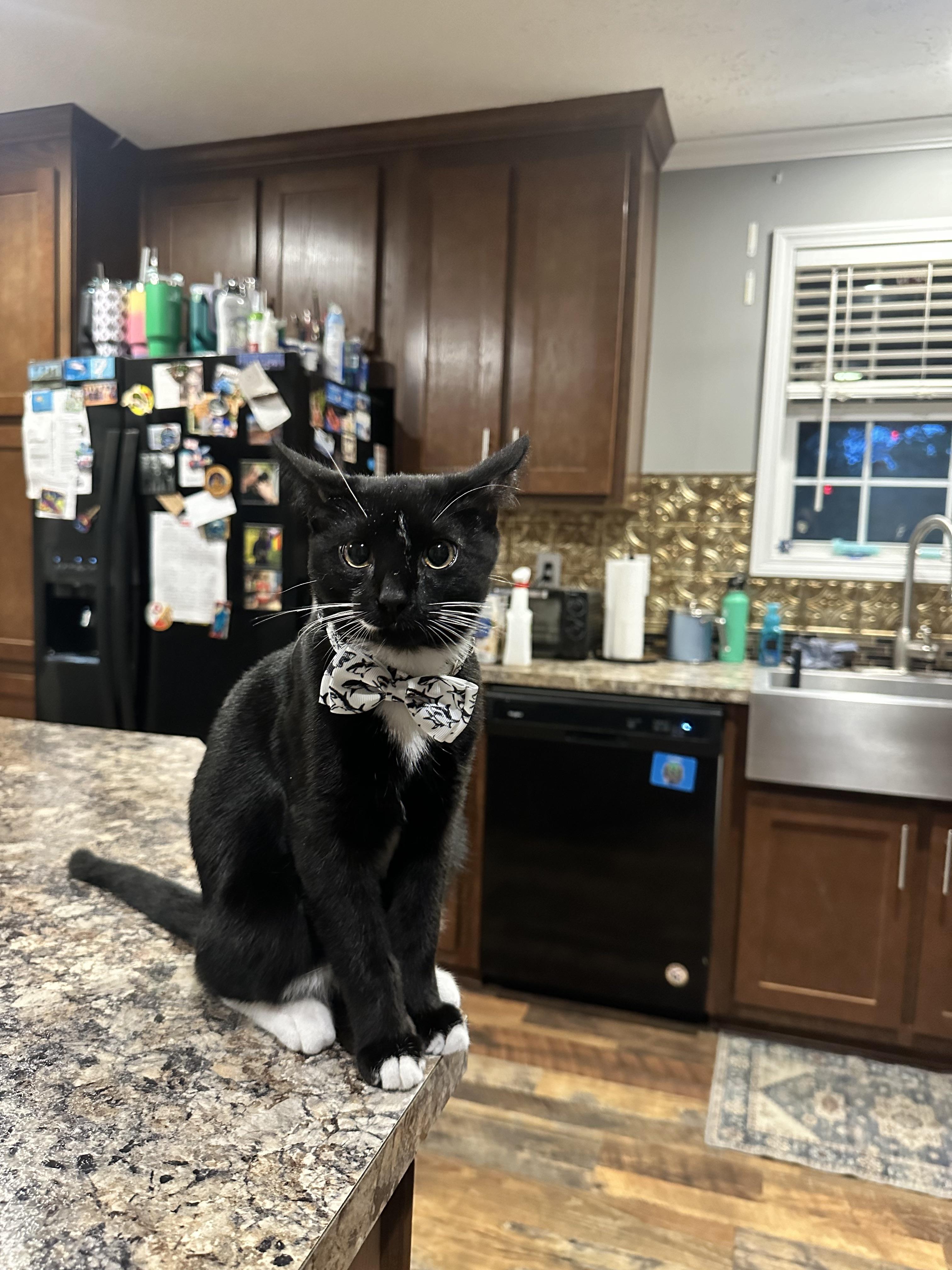 New Bow Tie!!! | Scrolller