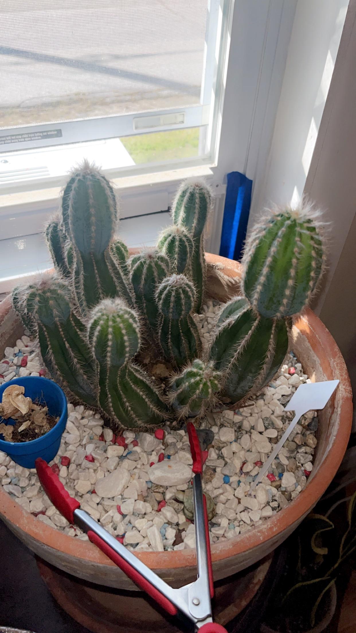 Cacti, what do I now | Scrolller
