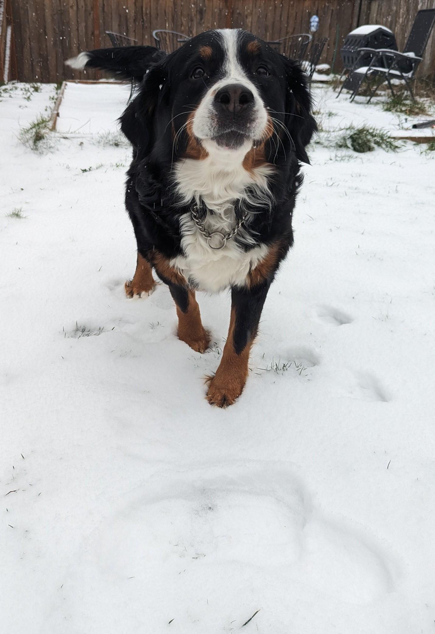 My little snow bear! | Scrolller