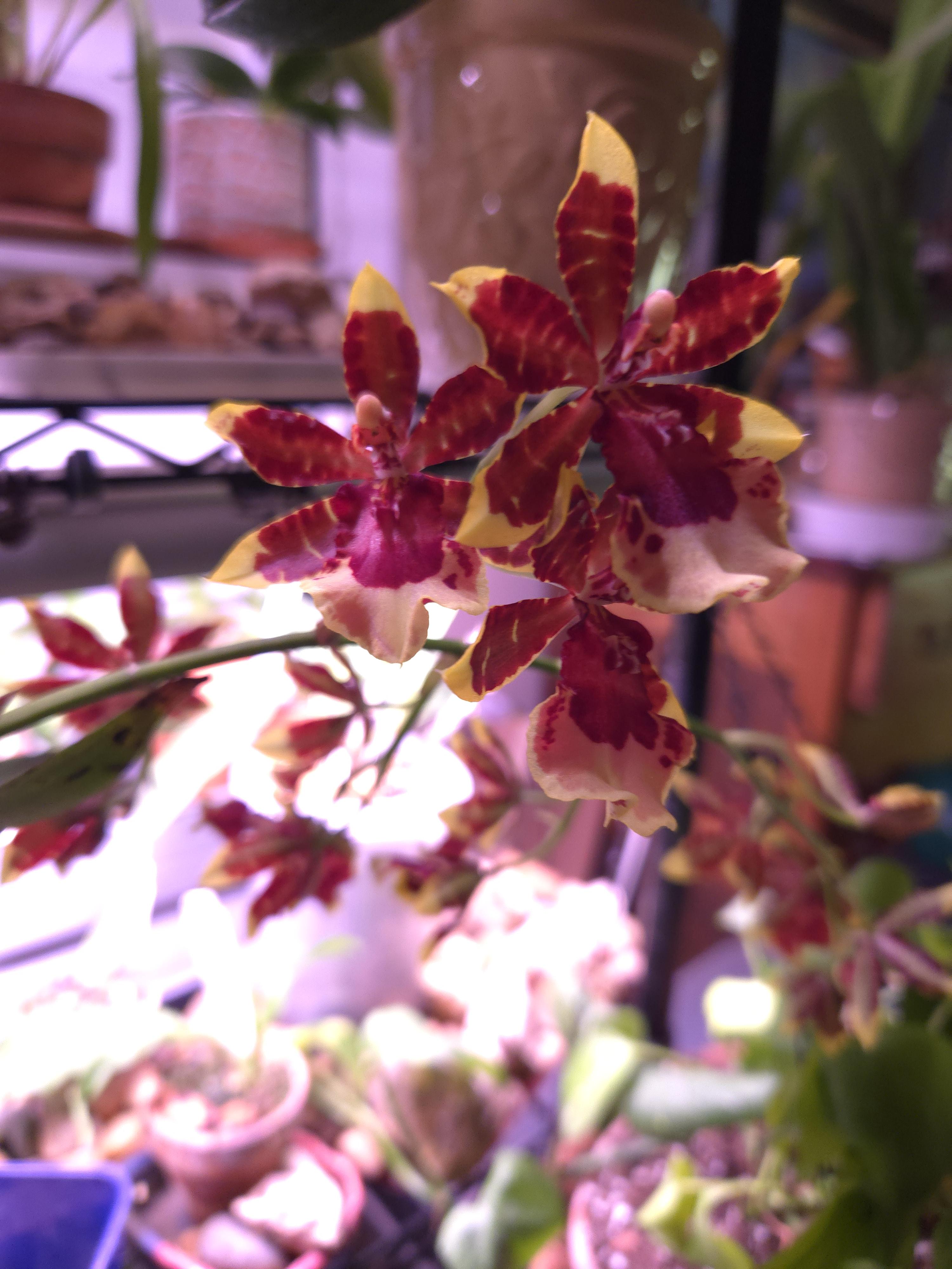 My rehab in full bloom | Scrolller