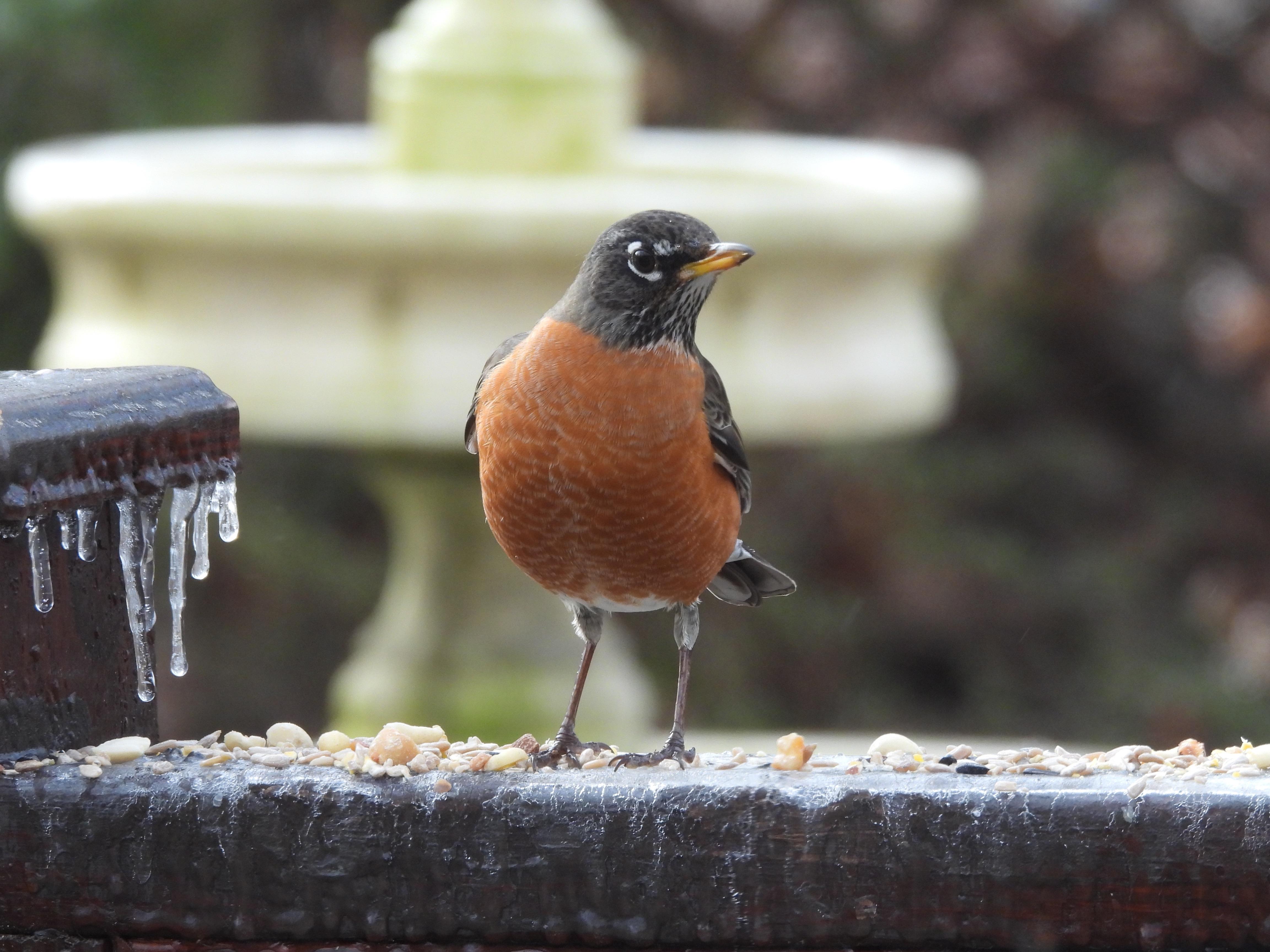 American Robin | Scrolller