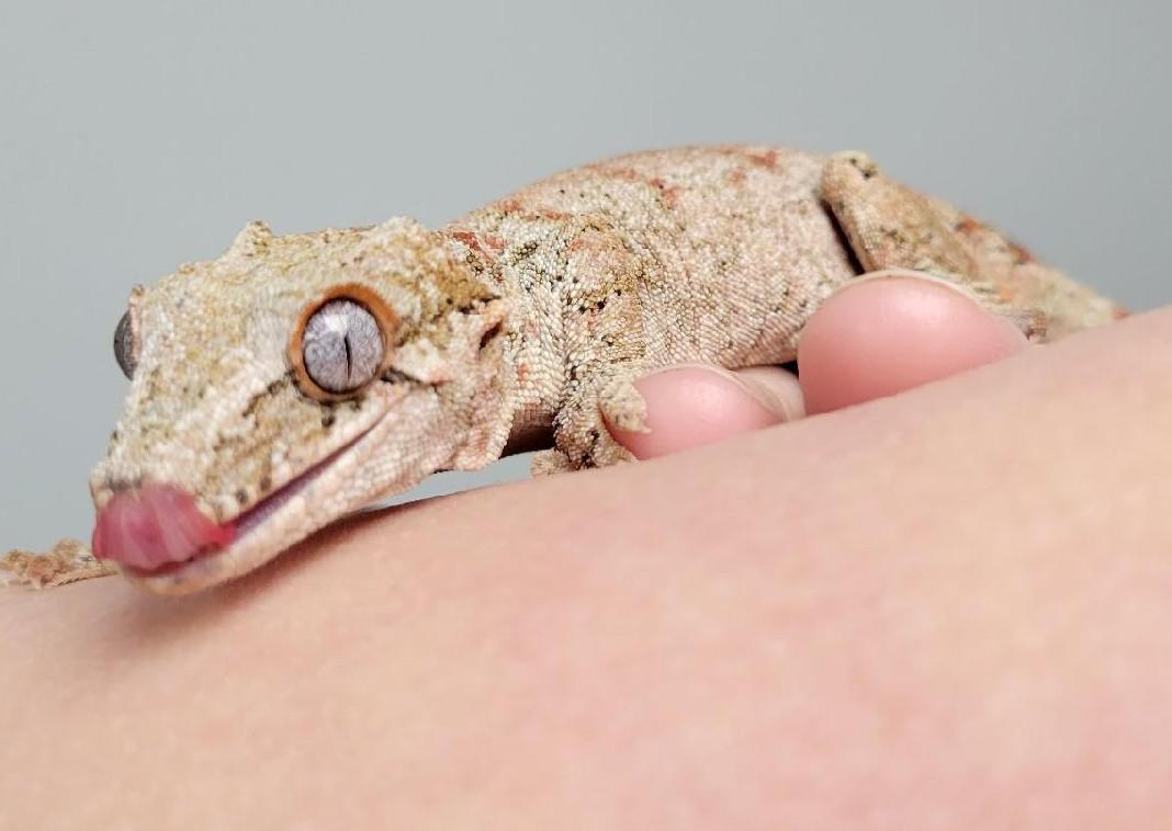 Goliath Greg the Gargoyle Gecko | Scrolller