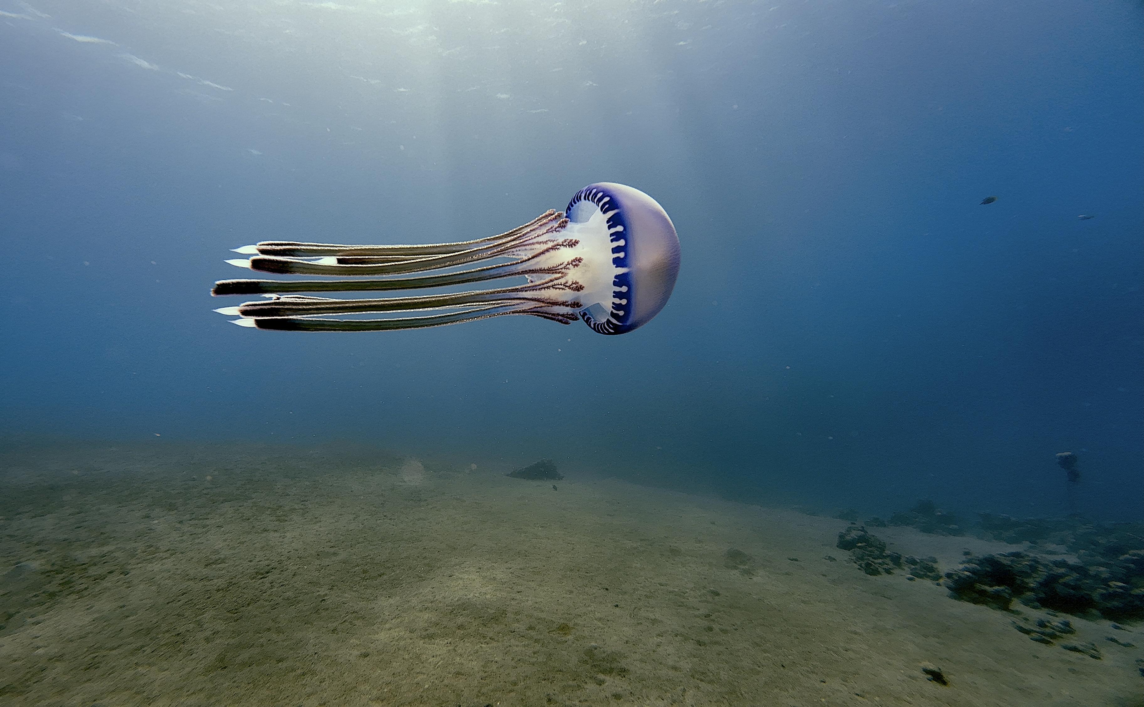 Can anyone identify this species of jellyfish? | Scrolller