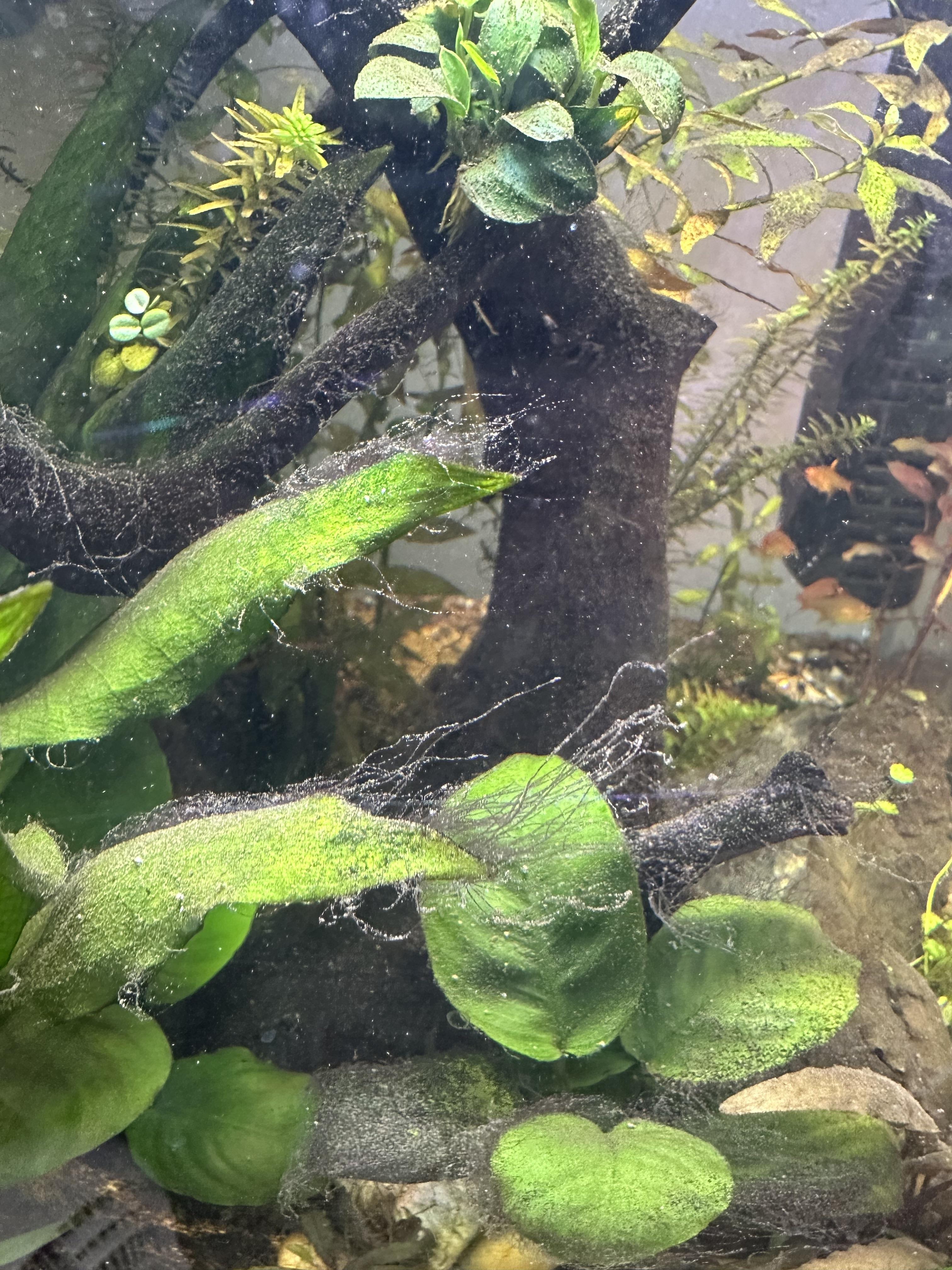 What kind of algae is this? | Scrolller