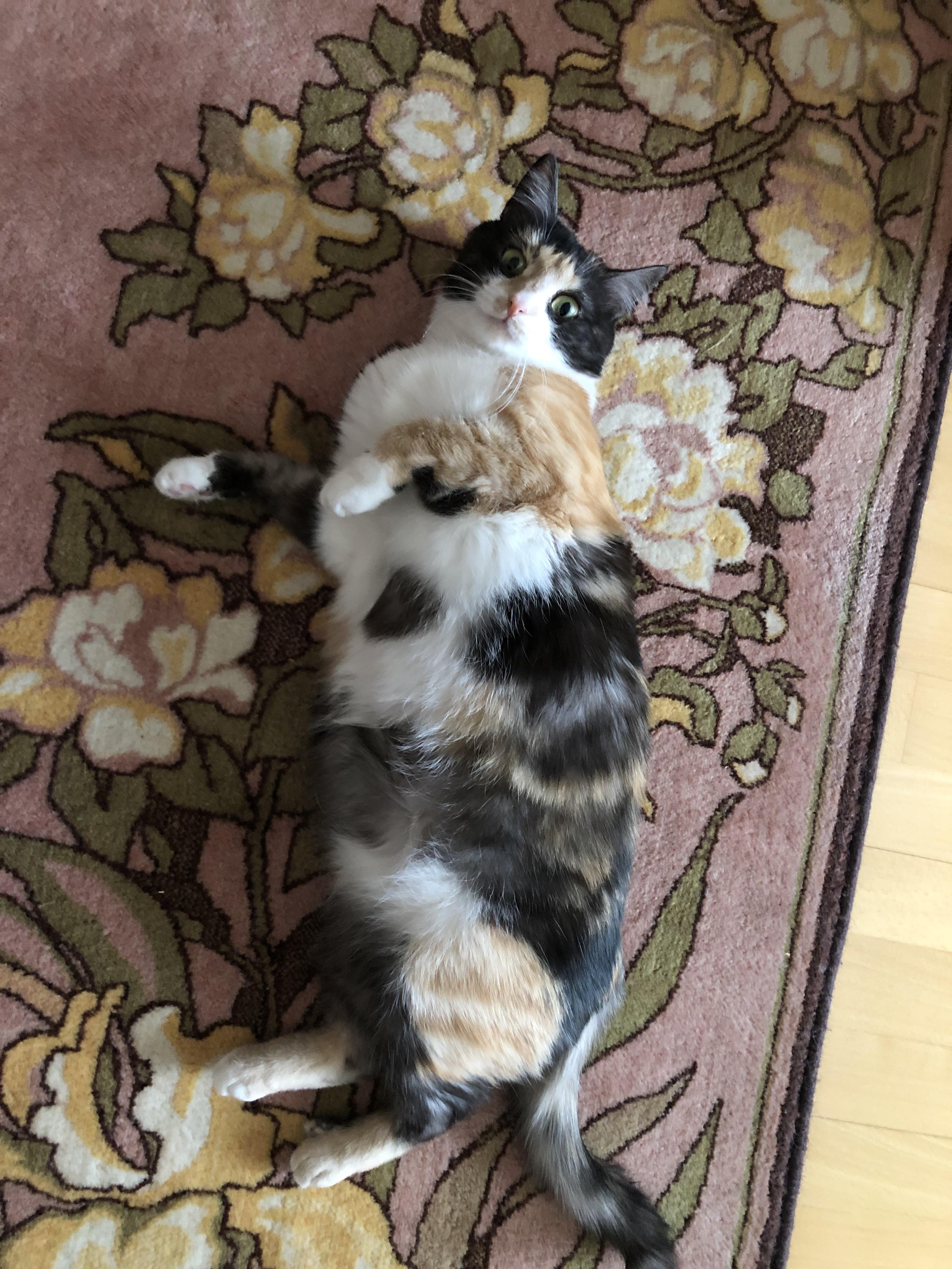 Discover more like Catbellies: Cat belly and Related Content | Scrolller
