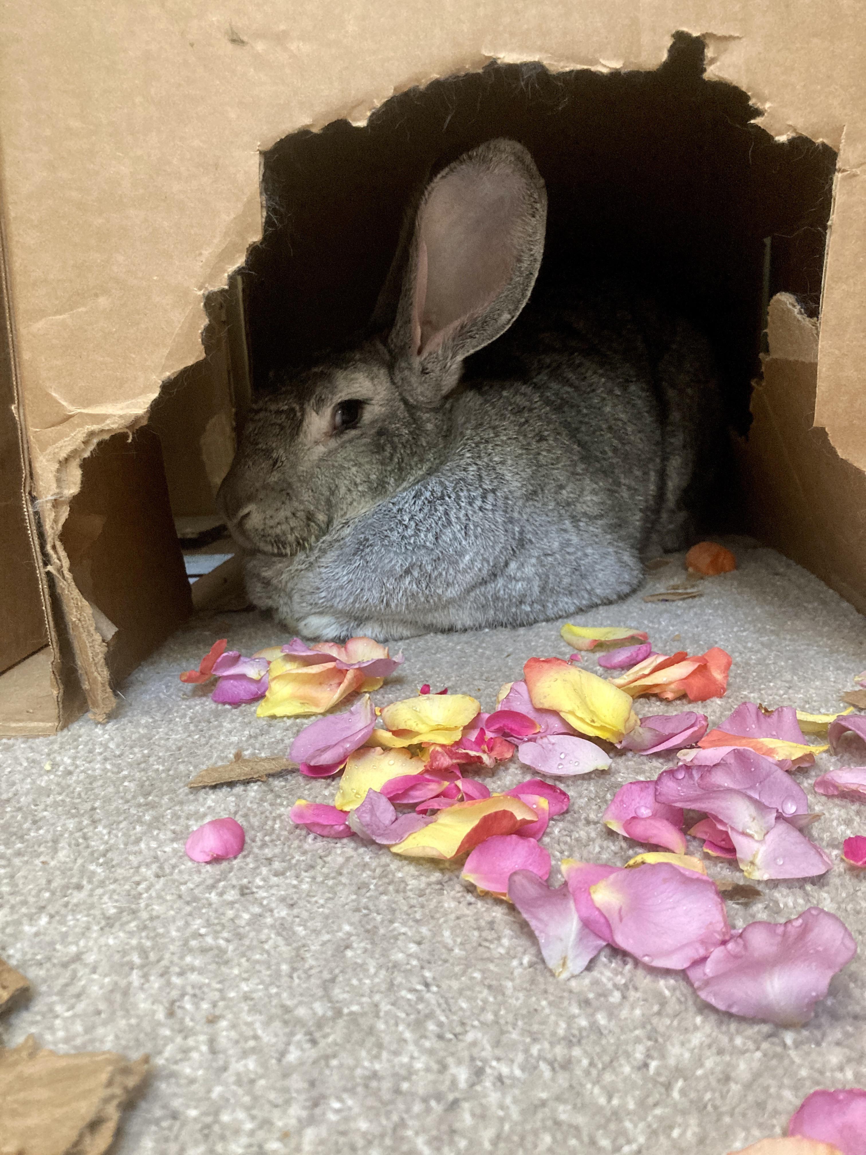 GI stasis advice: fuzzybutt keeps going in and out of mild stasis. Is this a common issue ...