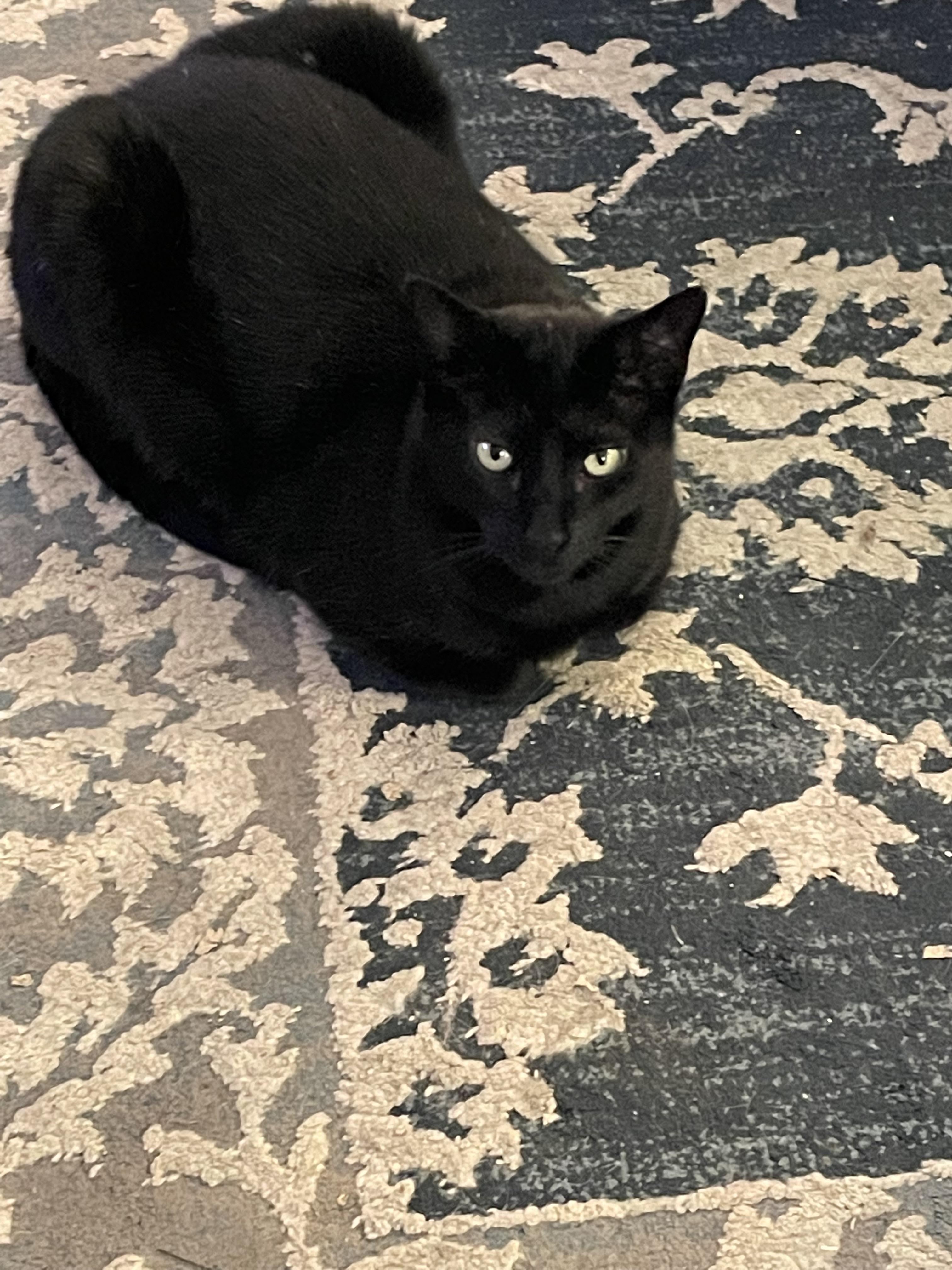 Burnt loaf 🍞 | Scrolller
