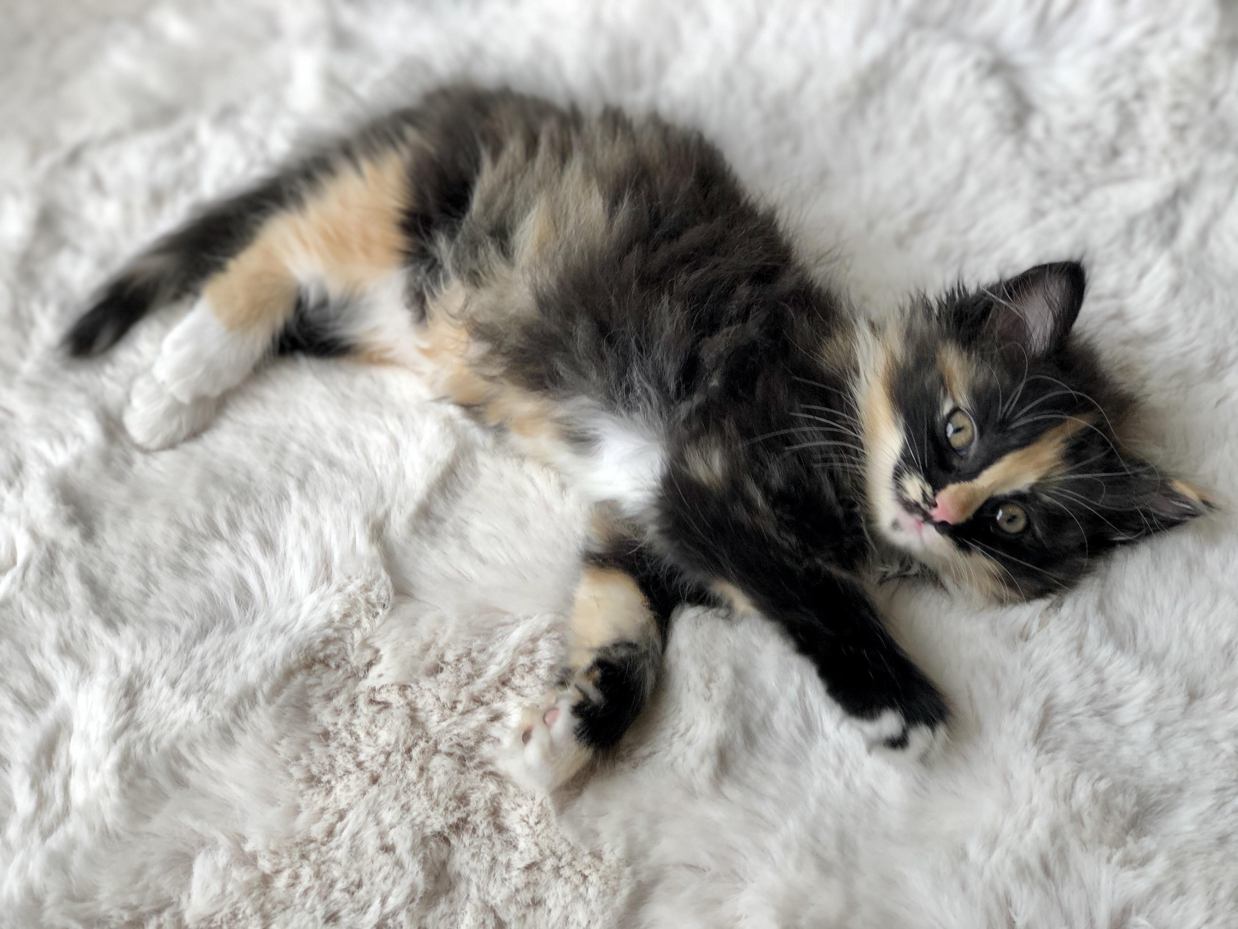 Poppy the Foster Floof | Scrolller