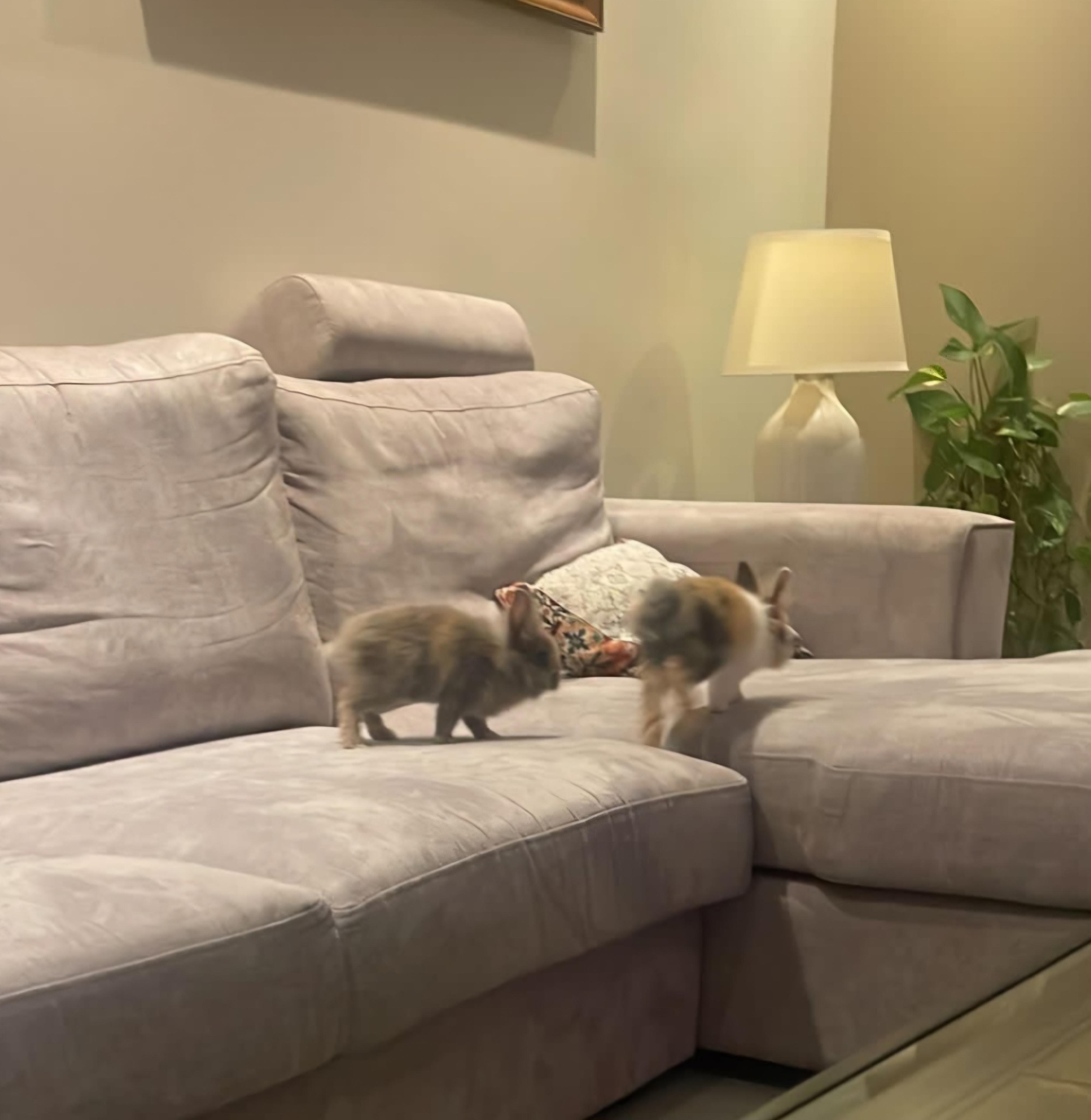 Bunny appreciation post | Scrolller