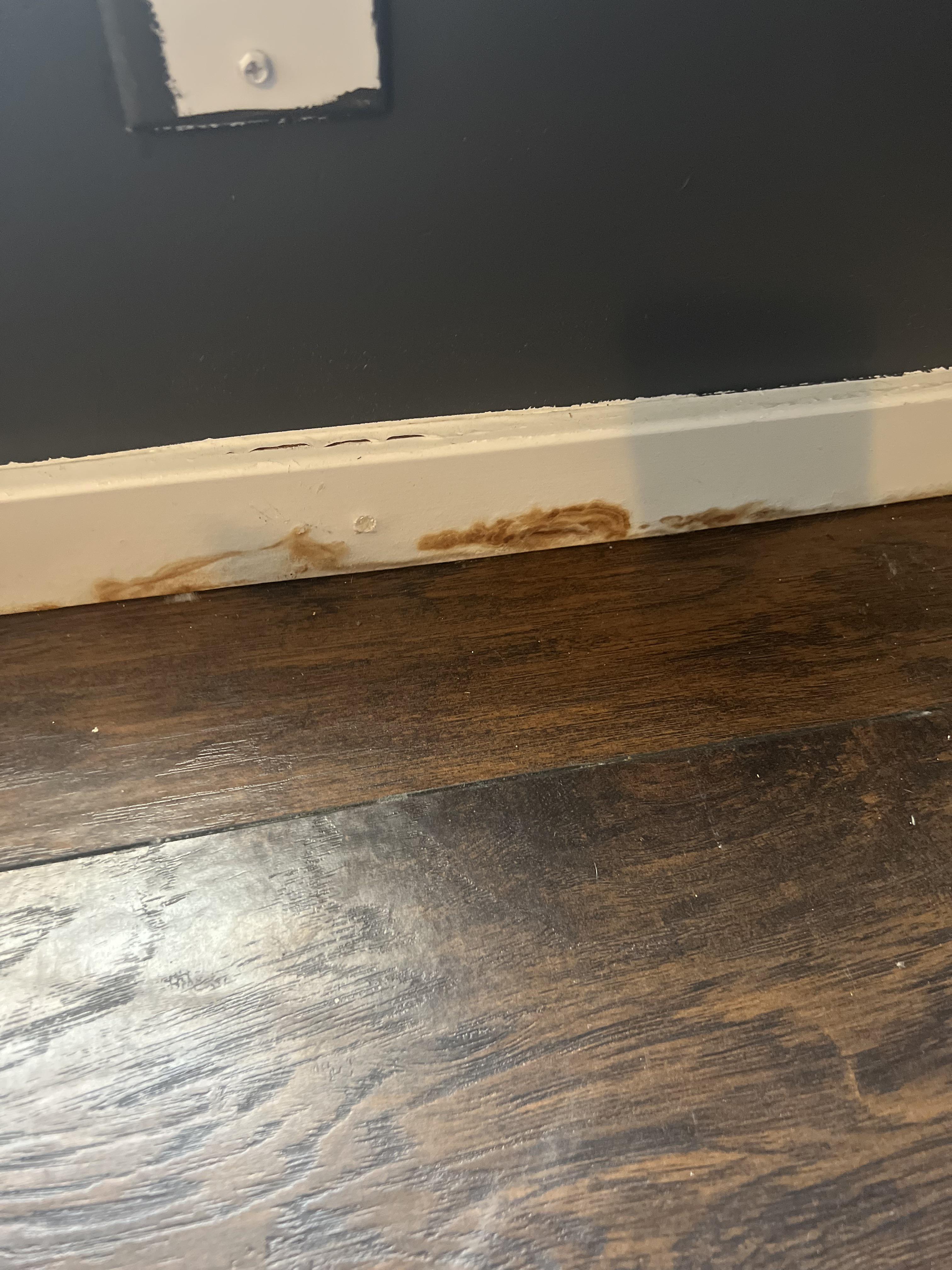 What is this mold, water damage? | Scrolller