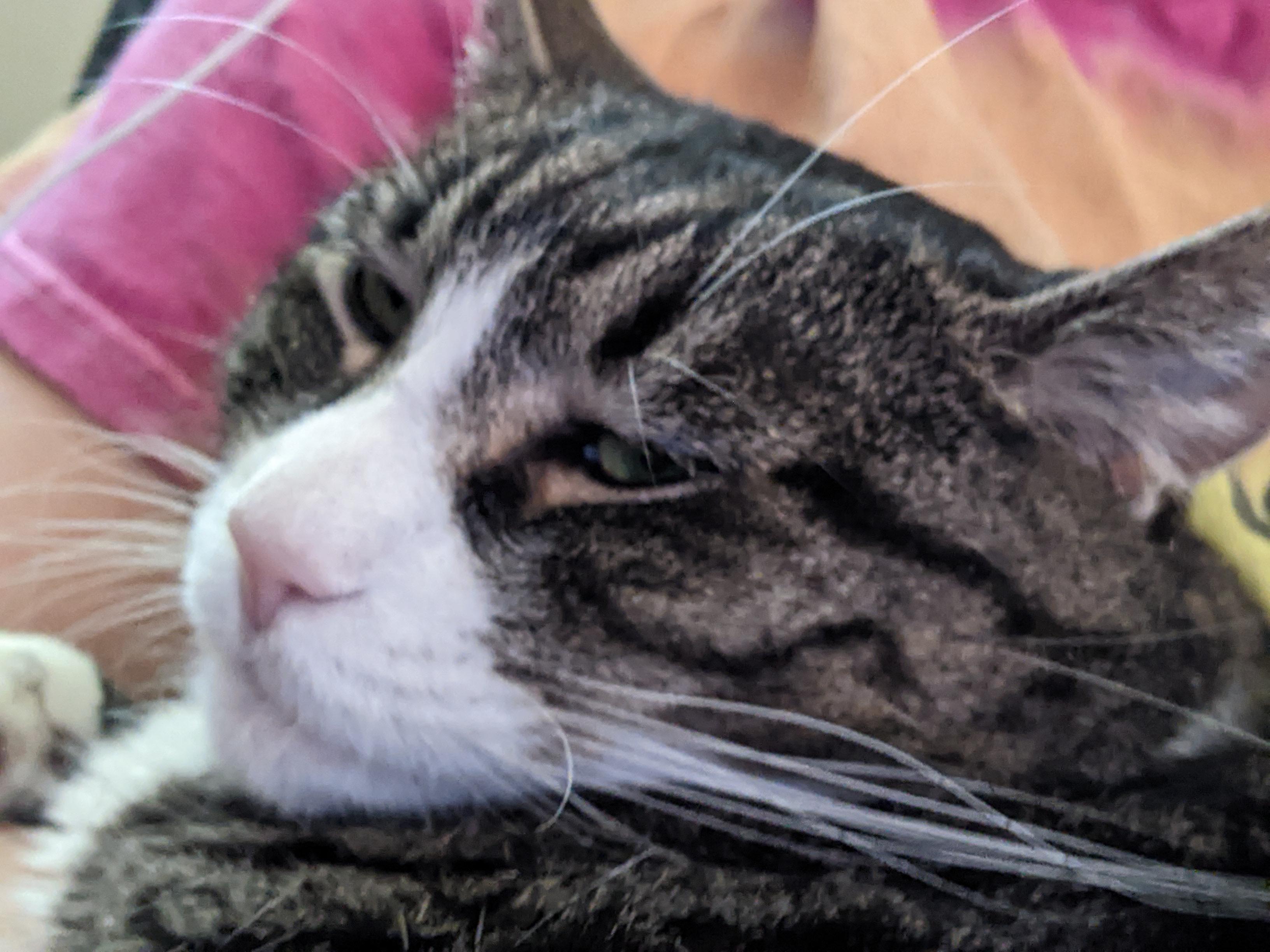 (OC) Cute pictures of my cats :) | Scrolller