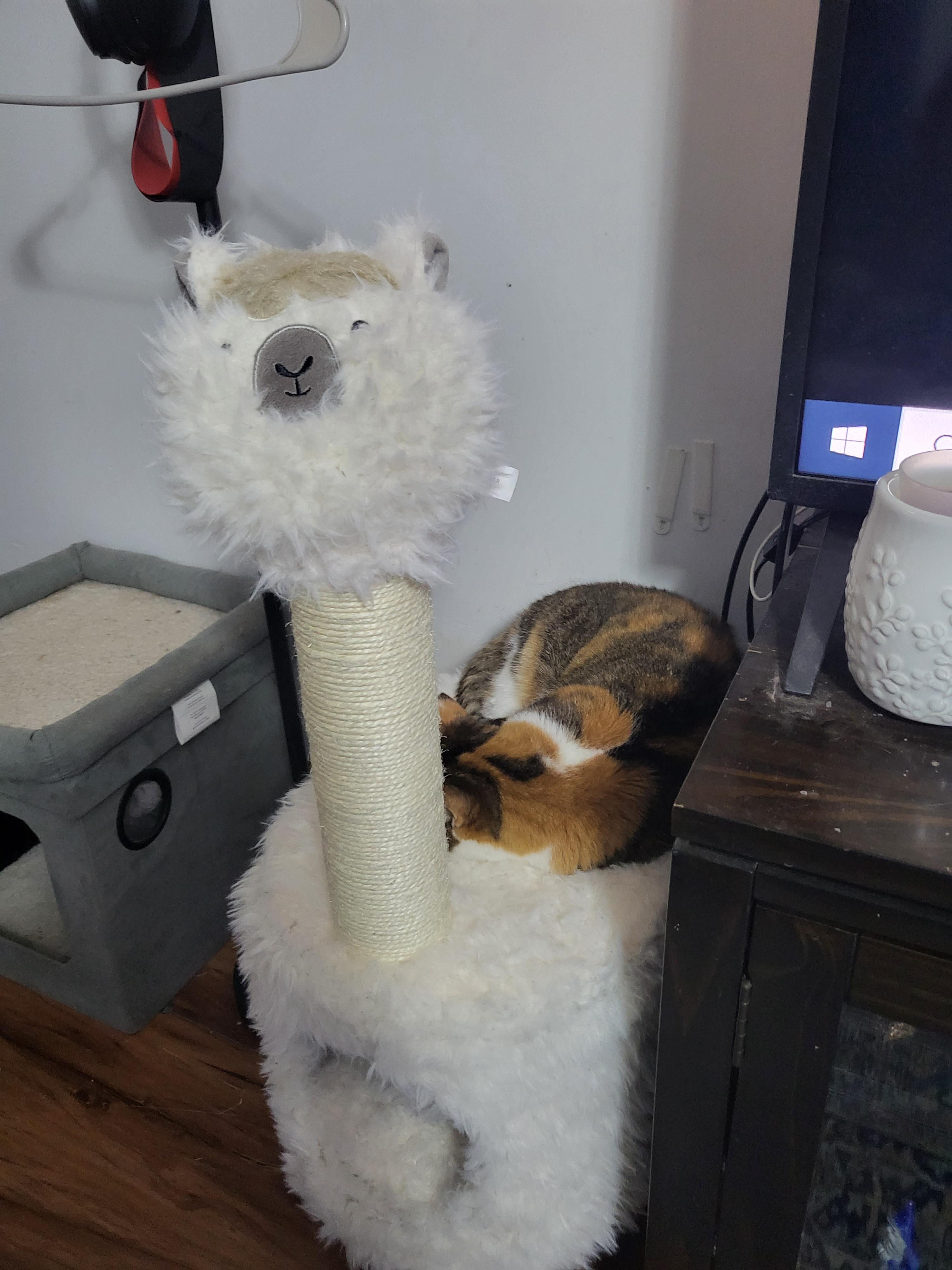 Artemis is on the llama! | Scrolller