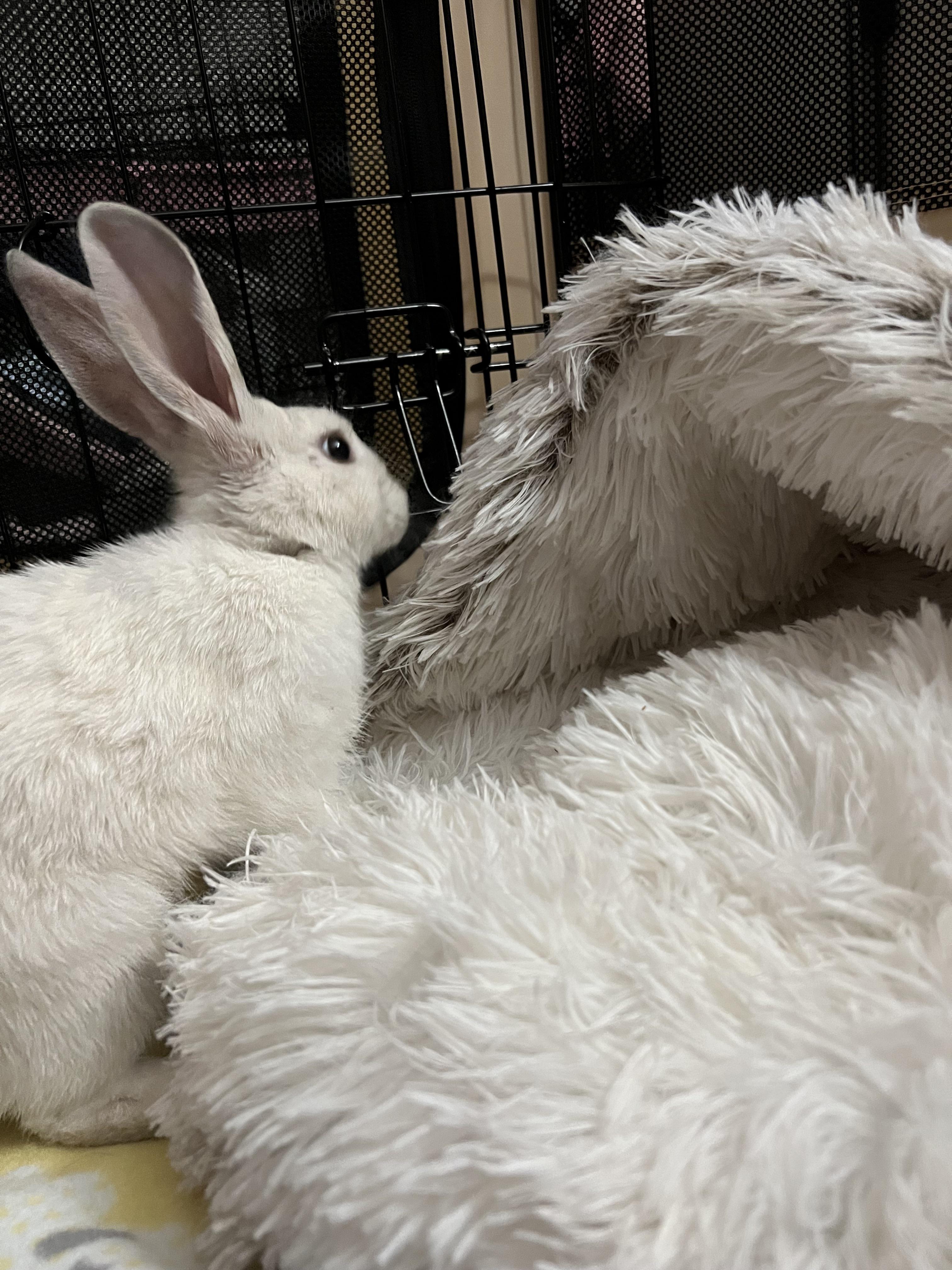 Rabbit breed? | Scrolller