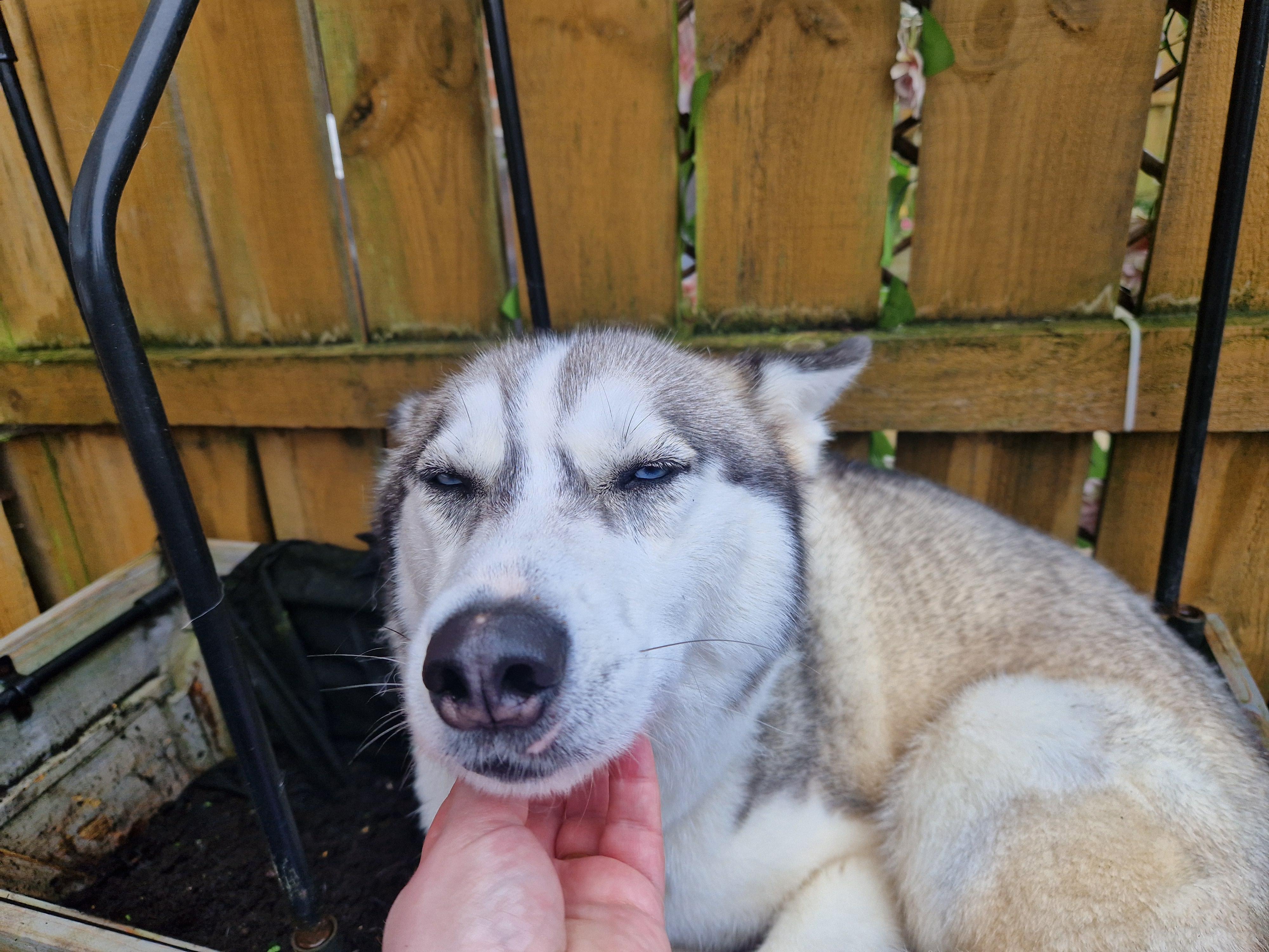 Apparently you can now huskies | Scrolller