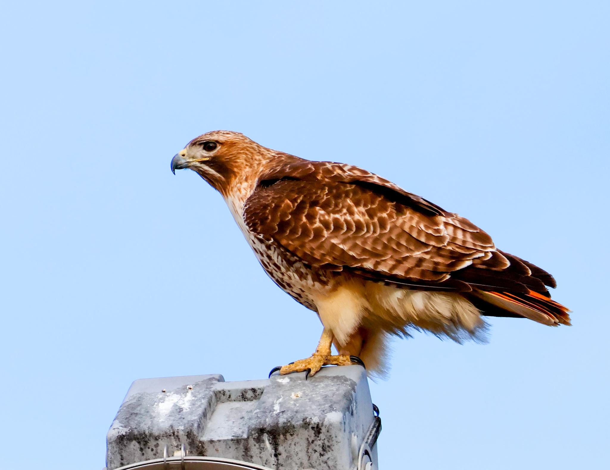 Red Tailed Hawk | Scrolller
