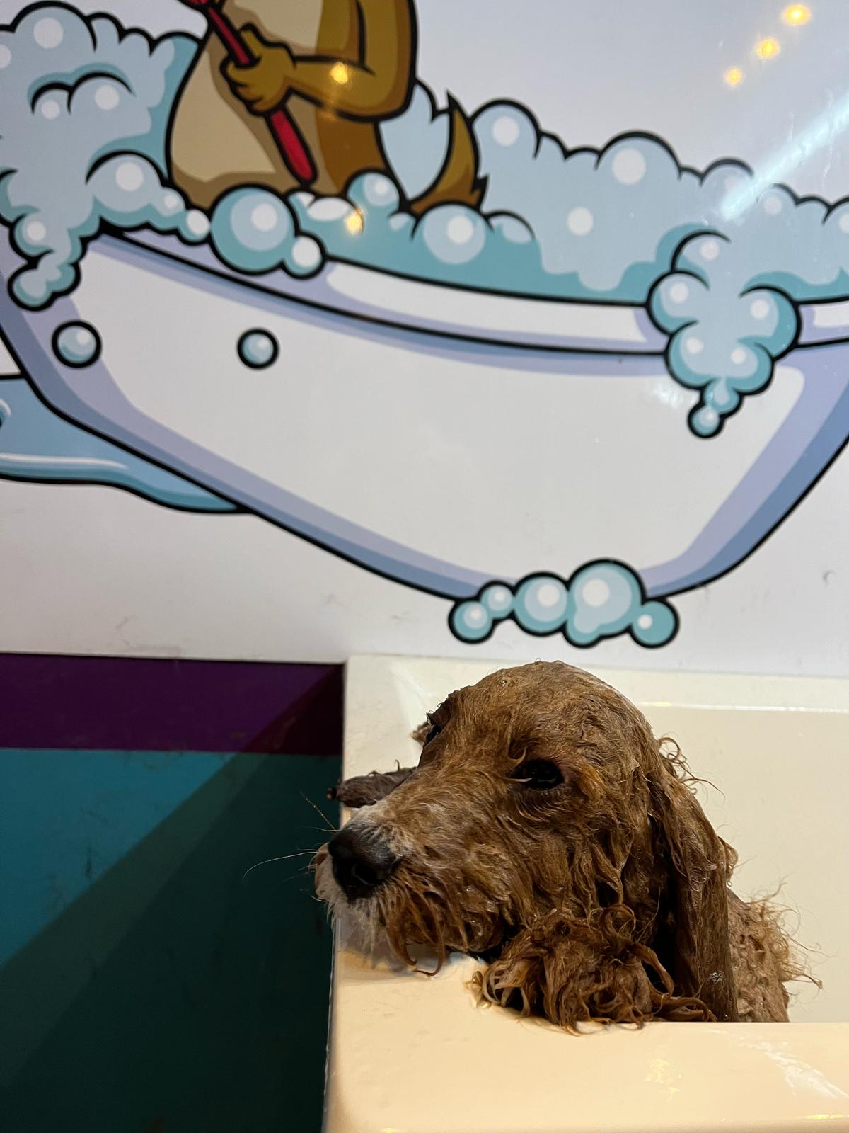 Finnley's first groom (Swipe for fluff) | Scrolller