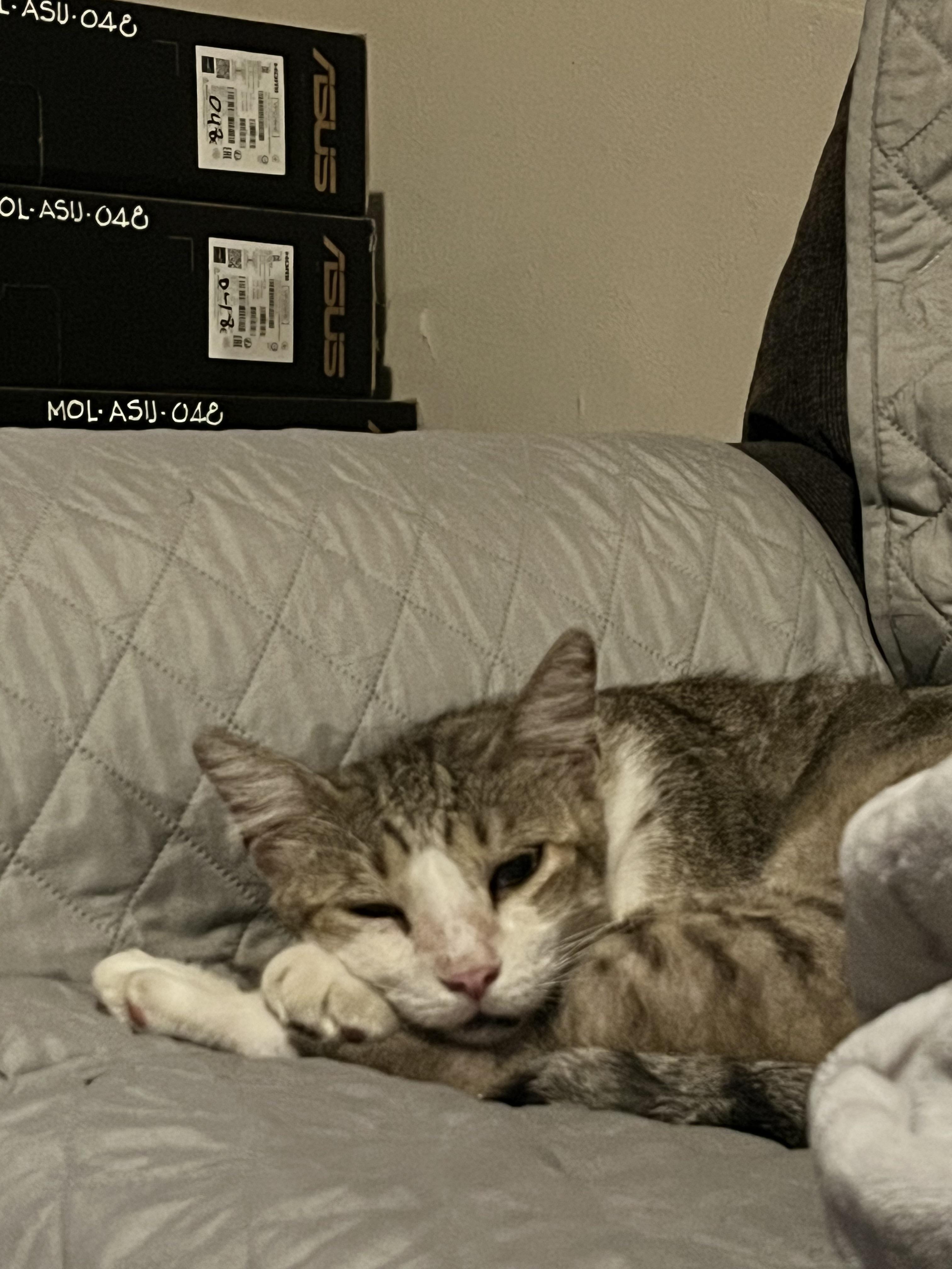 Kitkat (my favorite child) | Scrolller