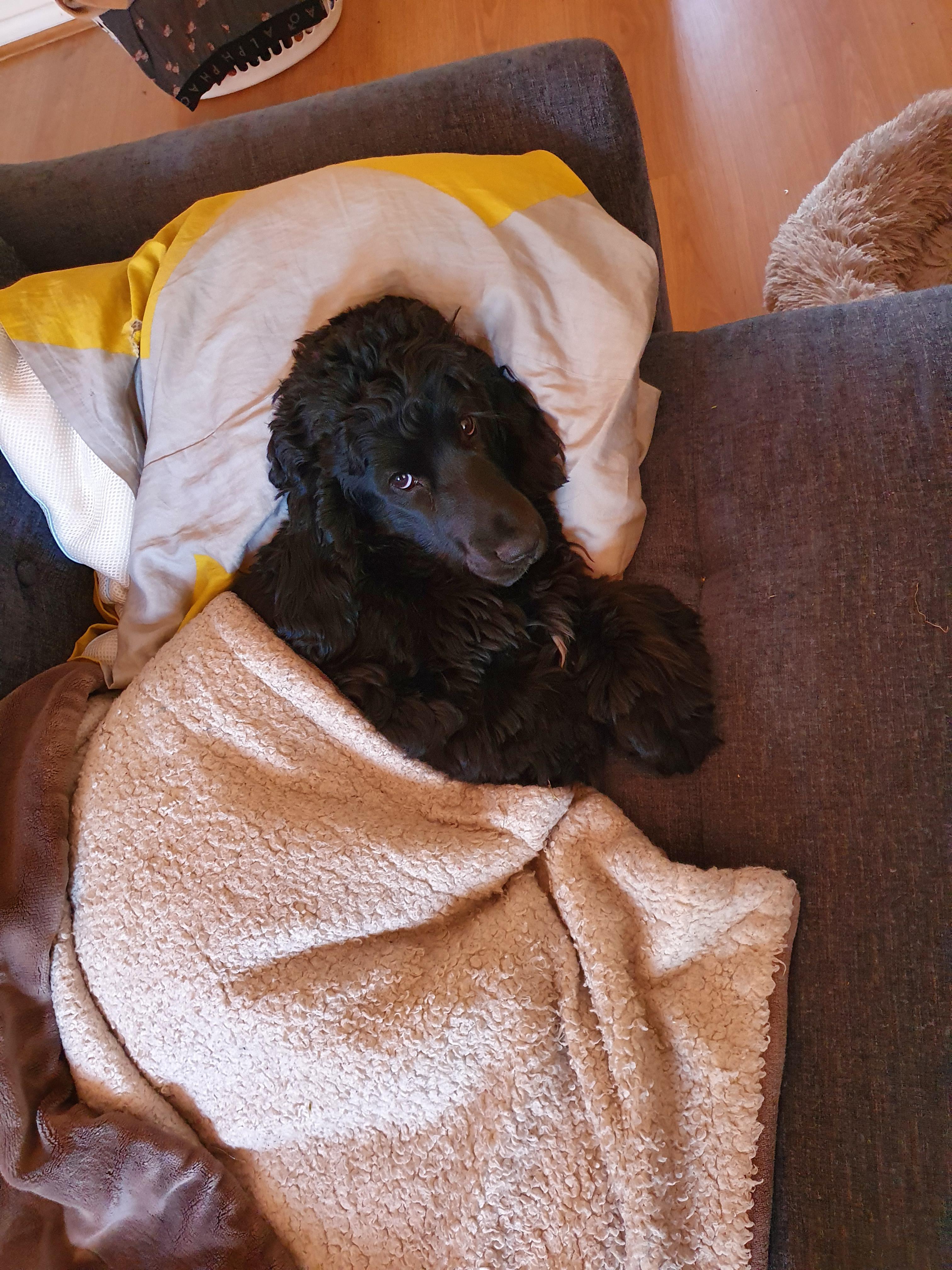 Pampered Pup (OC) | Scrolller