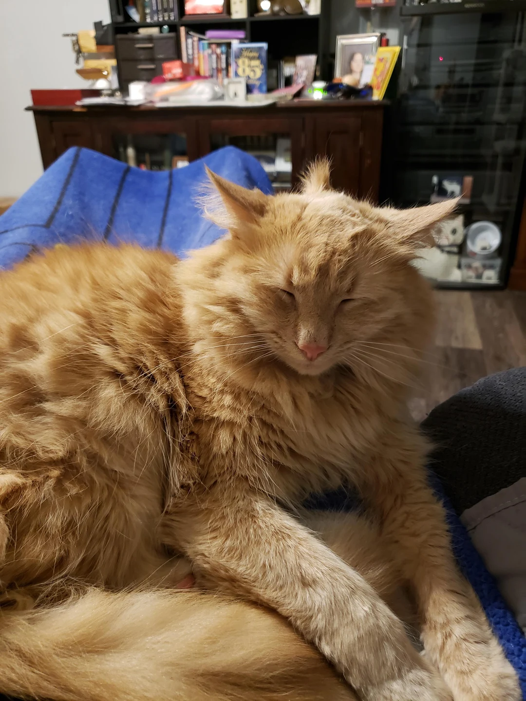 Sleepy Phoenix with a bedhead Mohawk | Scrolller