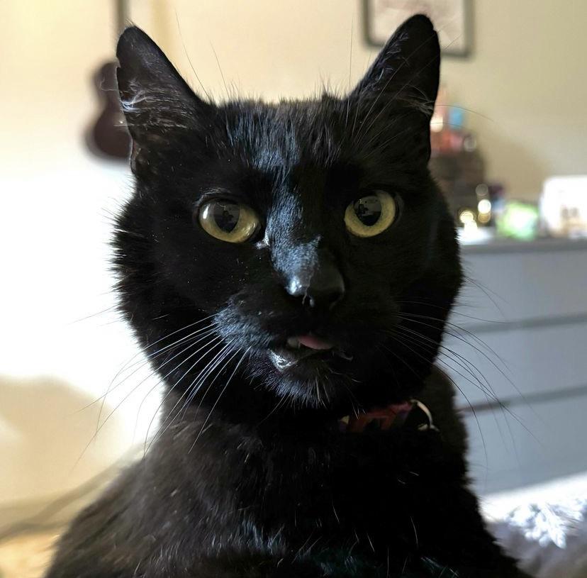 Hahaha a tiny blep 👅🖤 | Scrolller