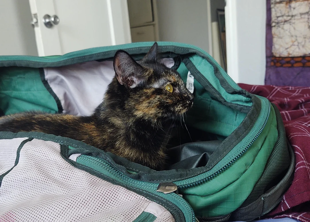 Packing for a trip and inadvertently set a successful cat trap | Scrolller