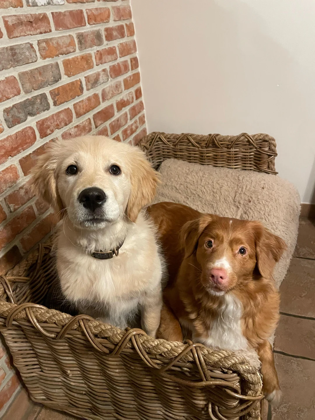 Golden retriever & Toller being best pals | Scrolller