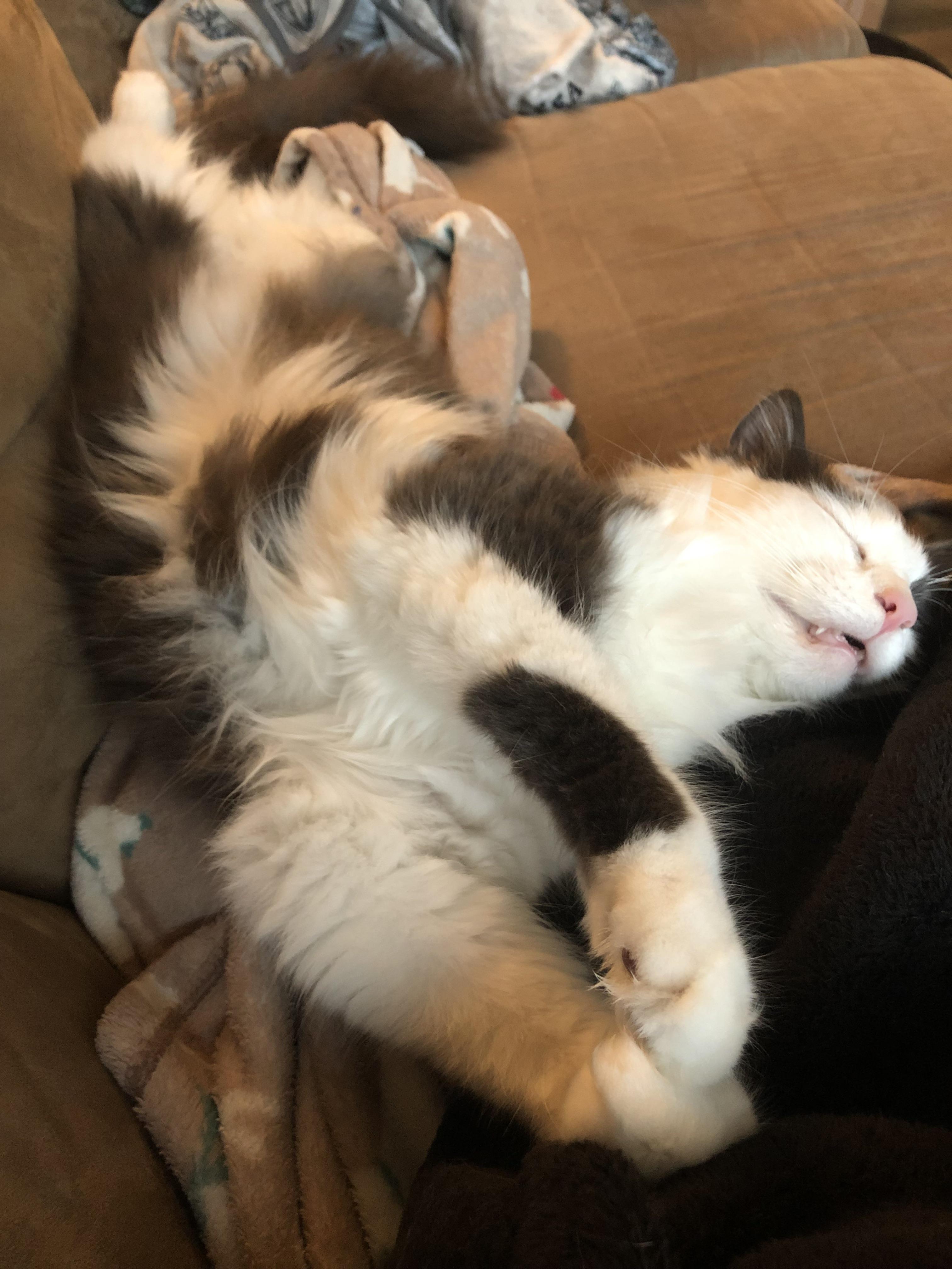 Percival takes a BIG floofy nap | Scrolller