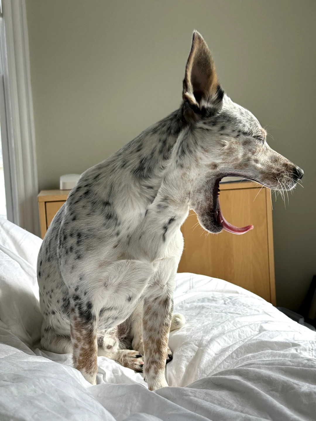 Augie (half cattle dog, half Chihuahua) | Scrolller