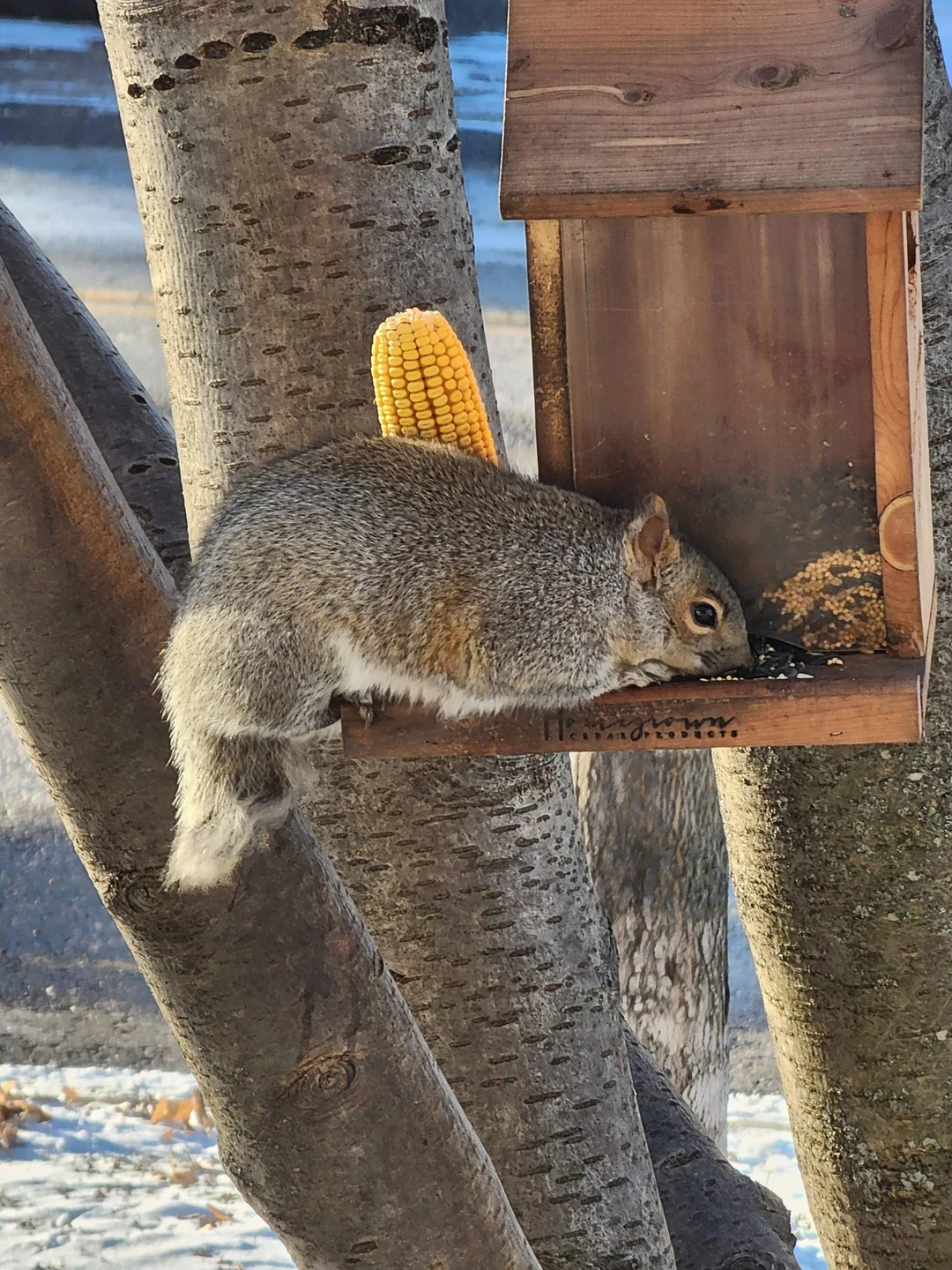 Stumpy is still here! | Scrolller