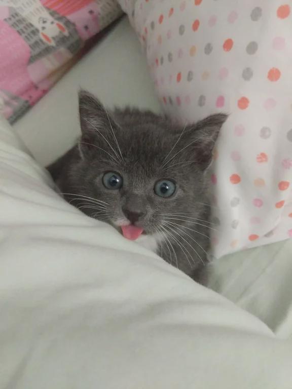 He woke up like this, my little blep. | Scrolller