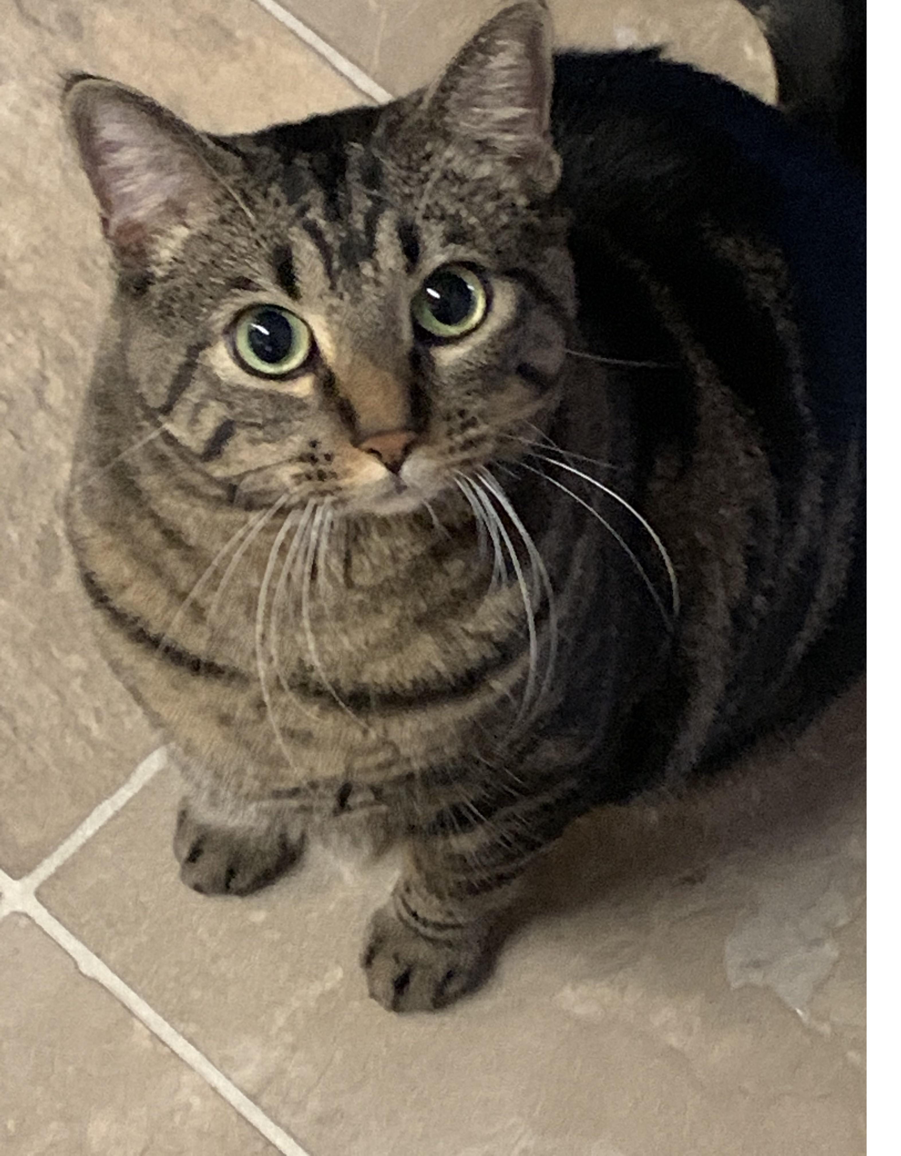 does anyone else’s cats like to stare into your soul? | Scrolller