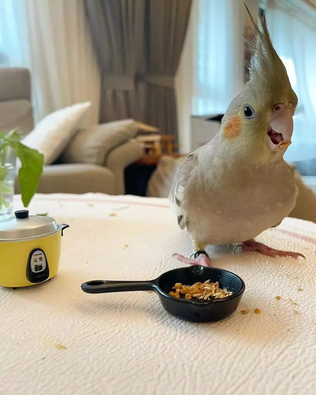 My Poco enjoy her food | Scrolller