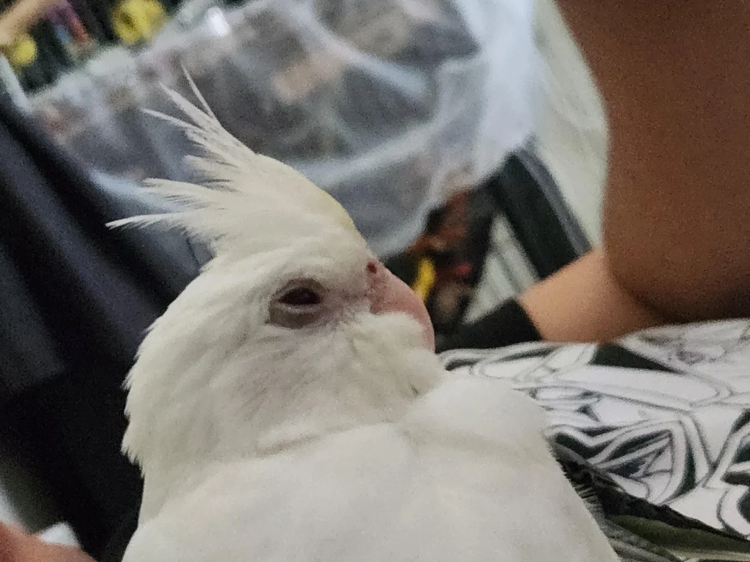 Say hello to Bobo's sissy, MooMoo! 🐣🐄 | Scrolller