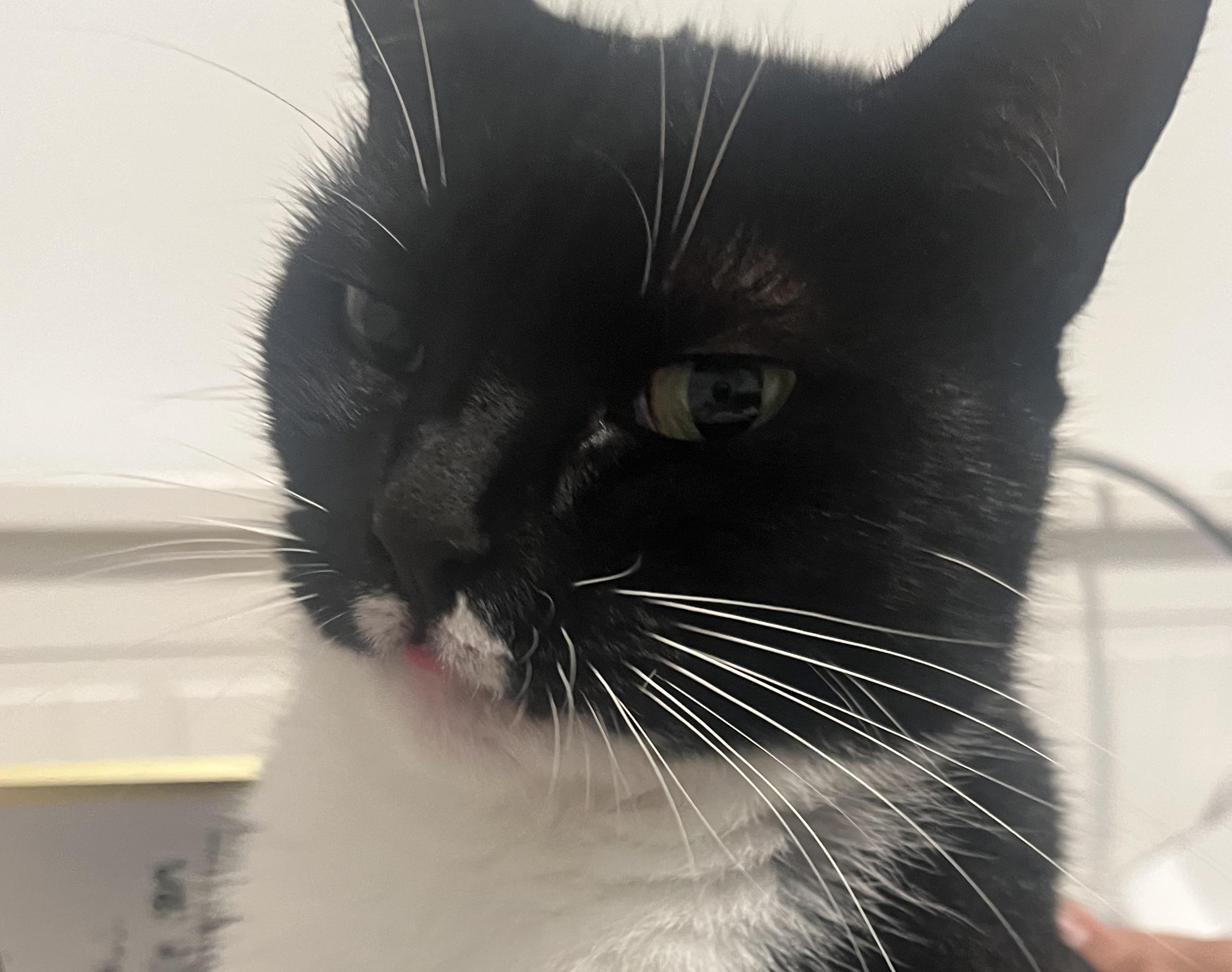 Tiny tiny microscopic blep | Scrolller