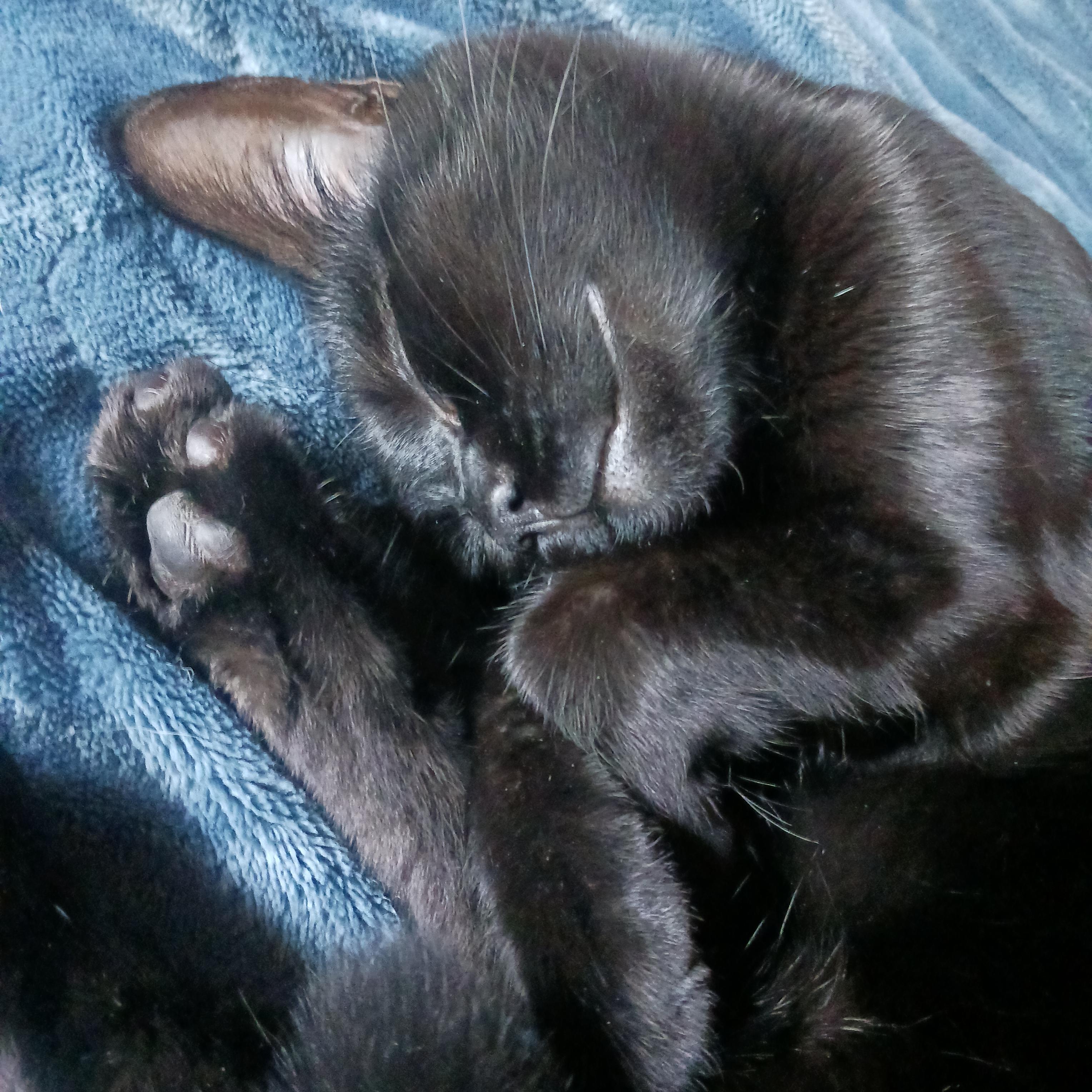 Mr. Raven | Scrolller